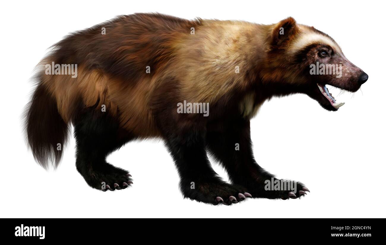 3D rendering of a wolverine animal isolated on white background Stock ...