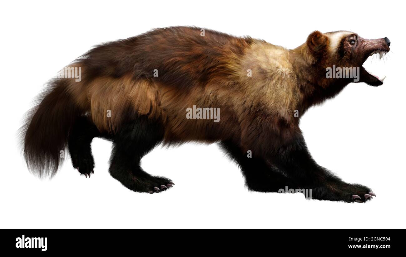 3D rendering of a wolverine animal isolated on white background Stock ...