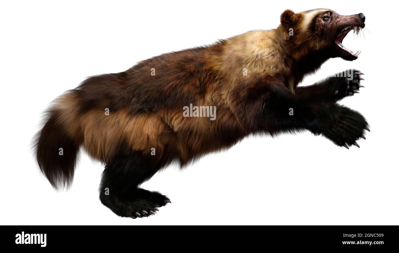 3D rendering of a wolverine animal isolated on white background Stock ...
