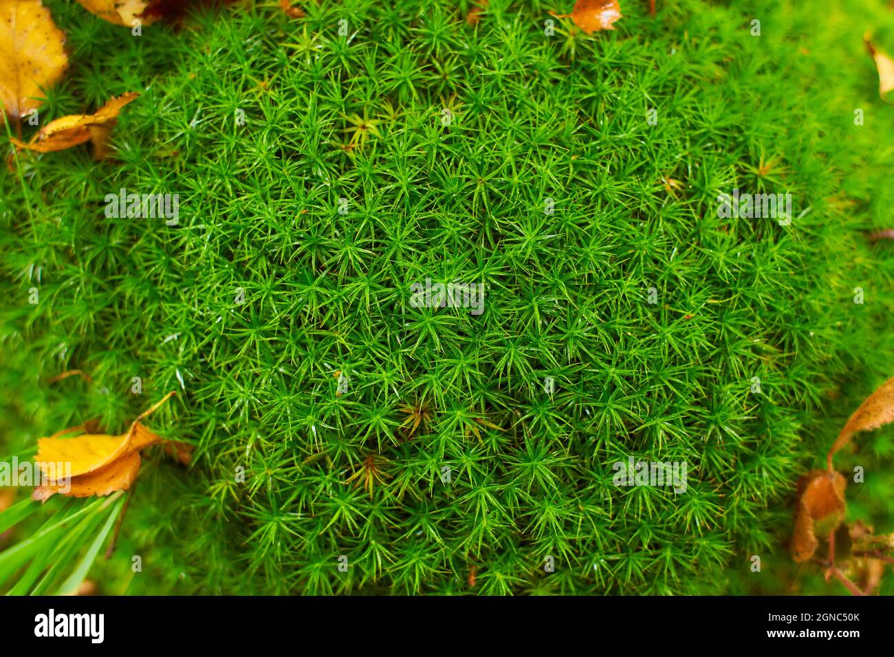 Stiff clubmoss (Lycopodium annotinum) covering forest floor in Ireland ...