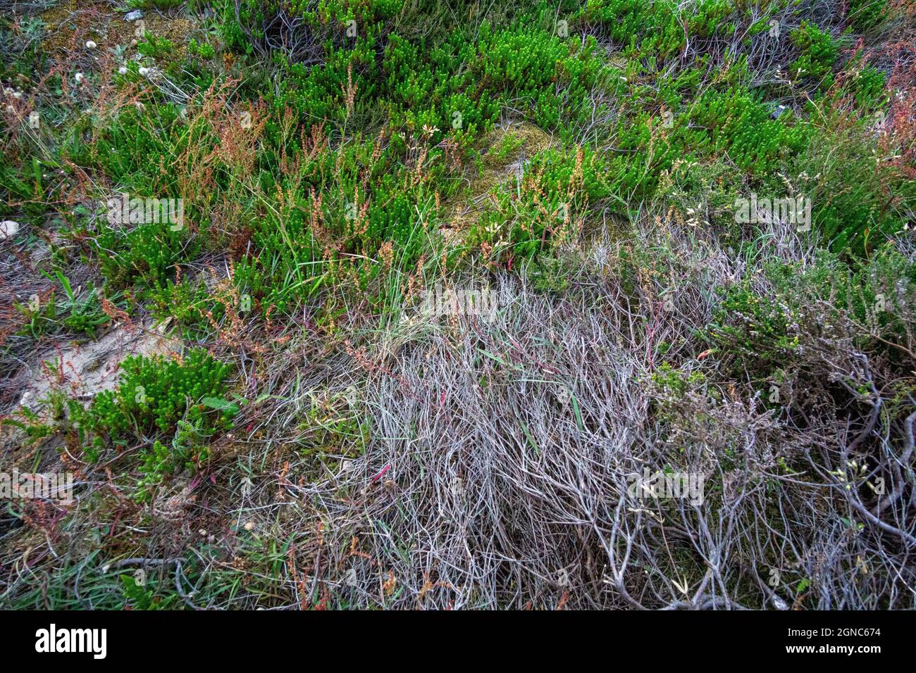 Ground covered with green plants and dry bushes Stock Photo - Alamy