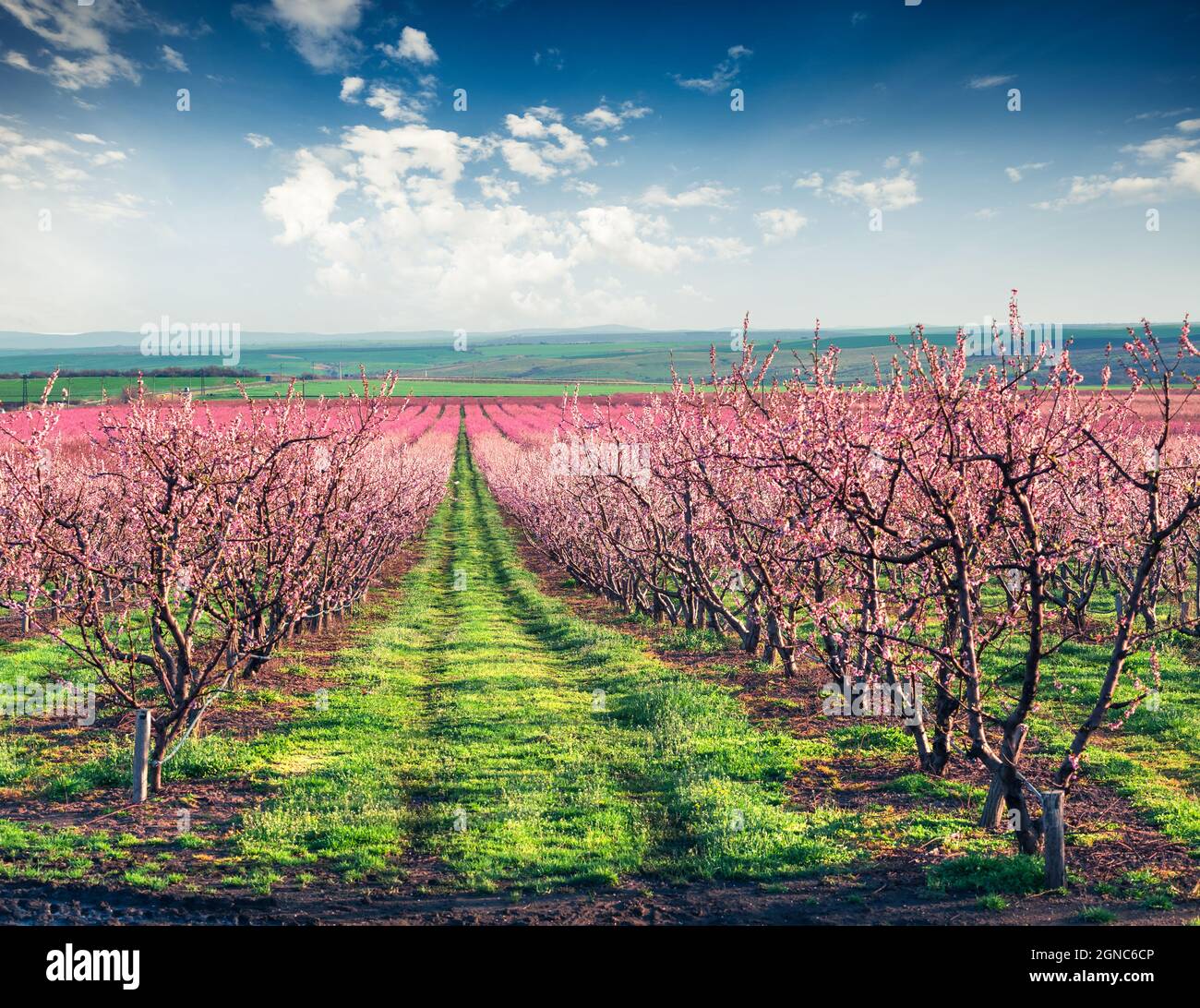 Flowering peach orchards near Istanbul. Beautiful outdoor scenery in ...