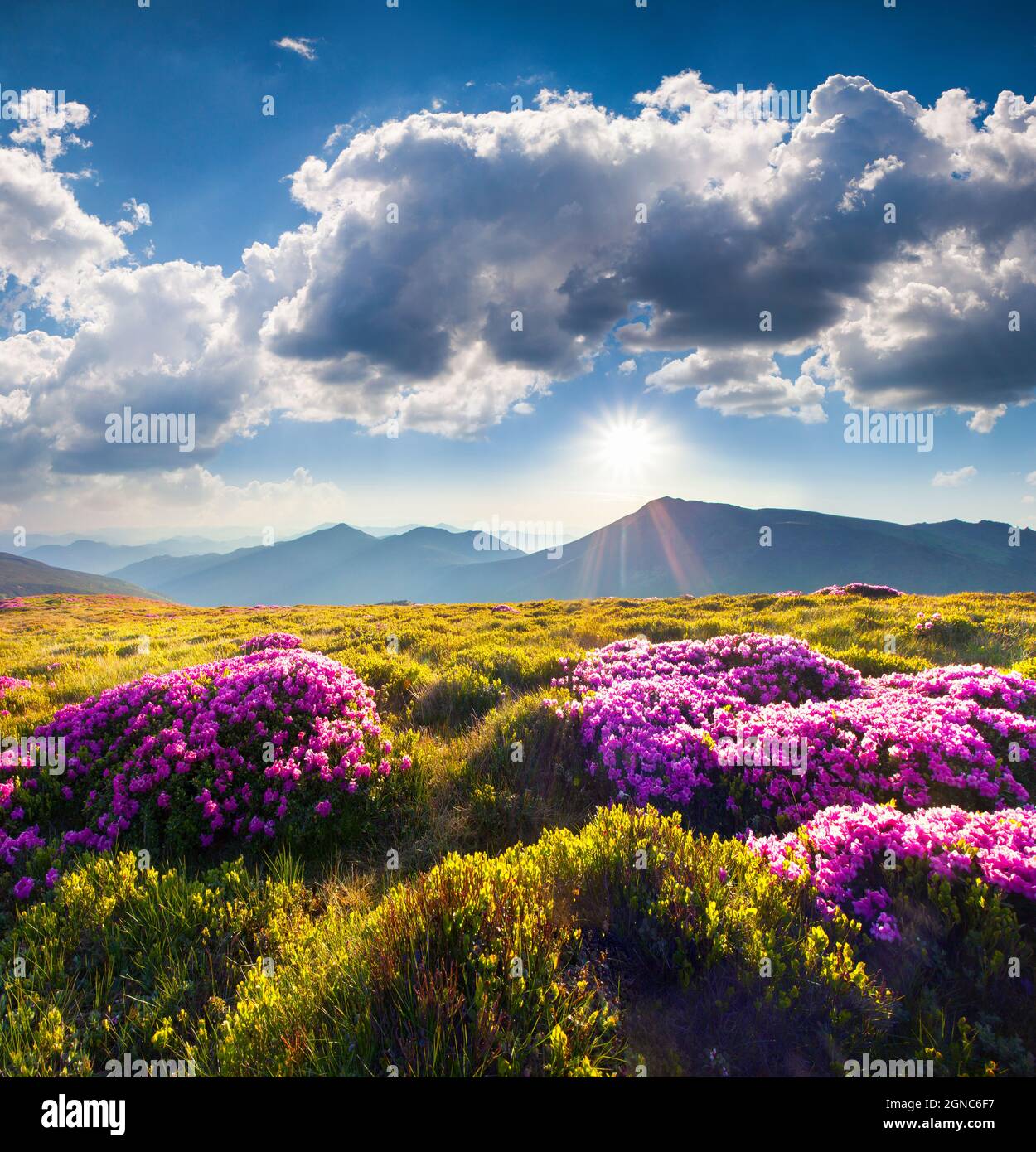 Colorful summer morning with fields of blooming rhododendron flowers ...