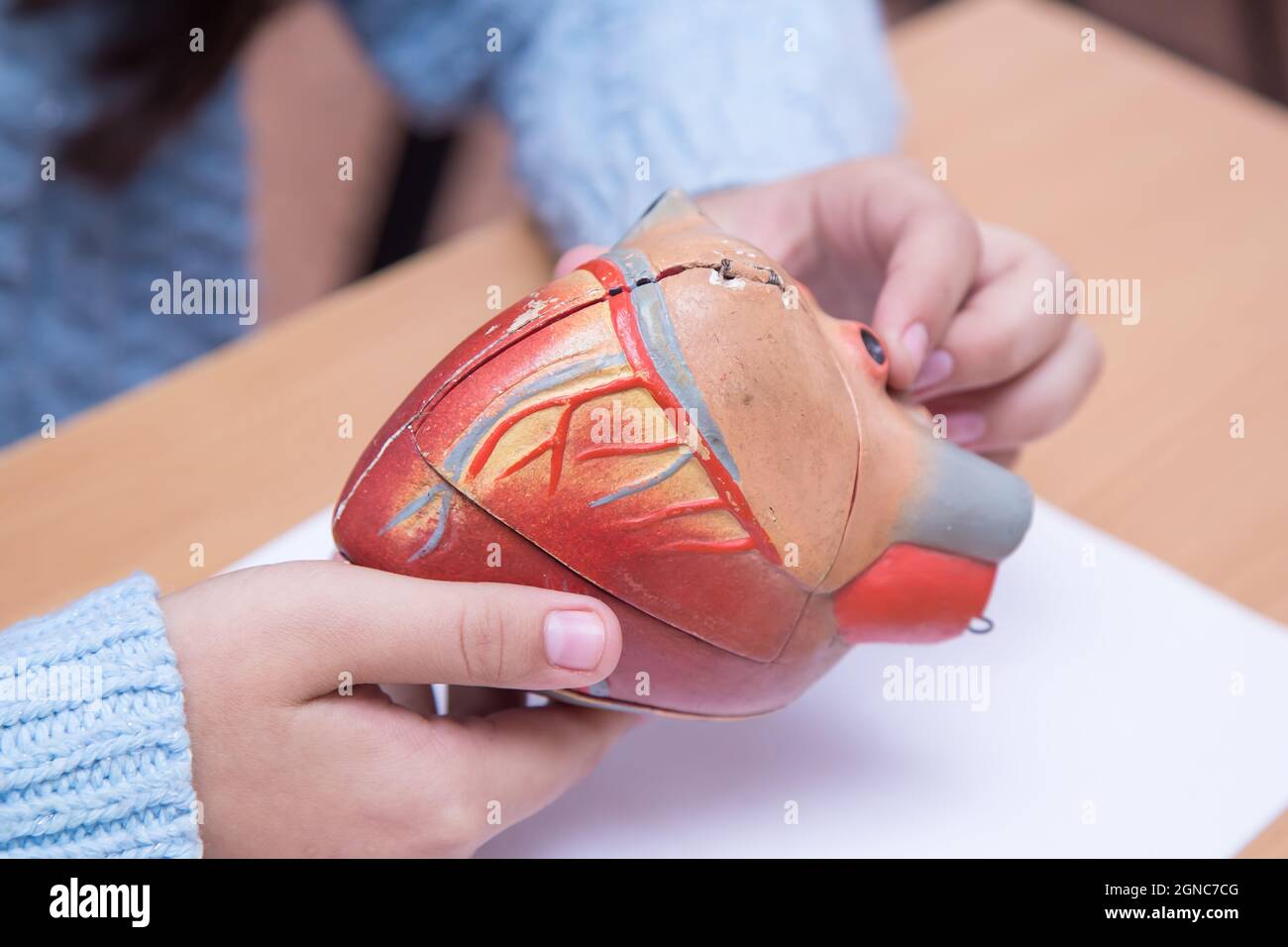 Pupil's hands are examining the model of the heart in close-up. A ...