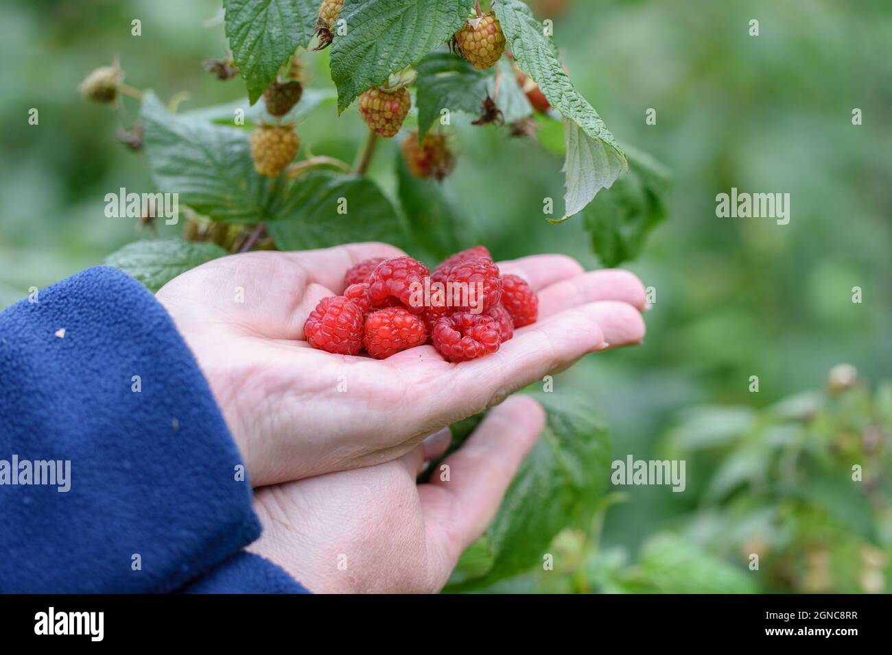 White caucasian female palm full of fresh raspberries. Green background ...