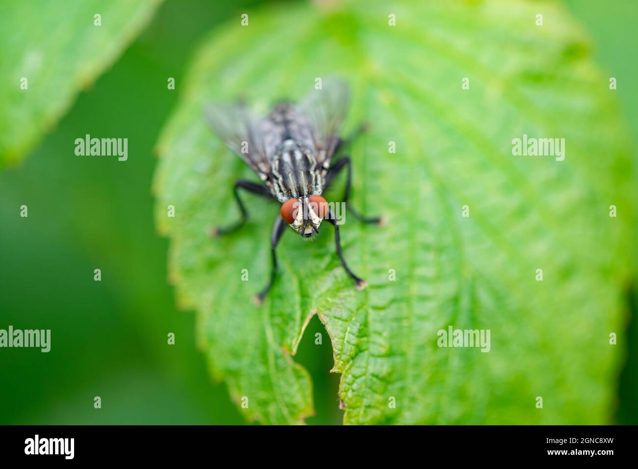 Closeup common housefly wings legs hi-res stock photography and images ...