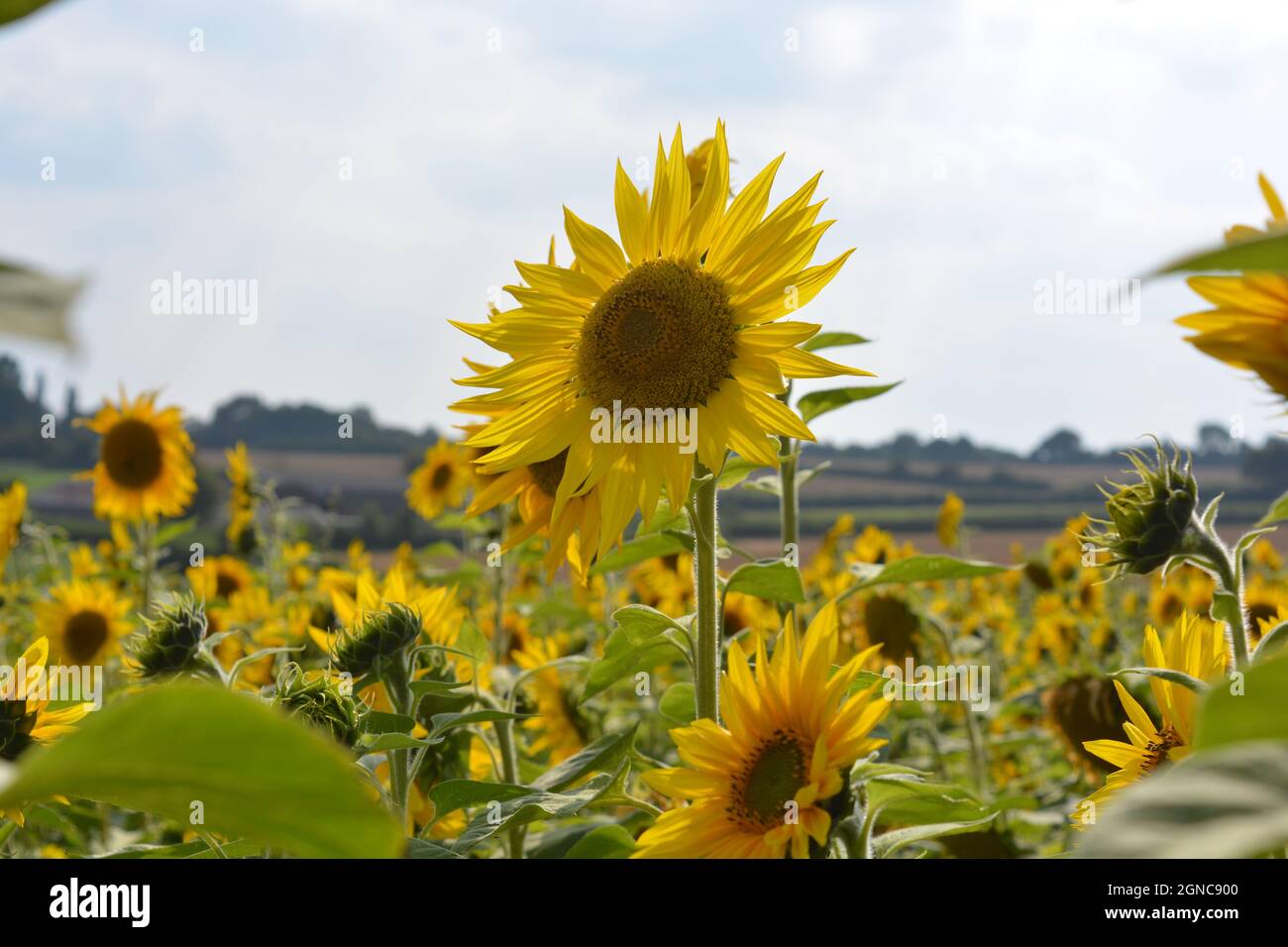 Sunflower landscape hi-res stock photography and images - Alamy