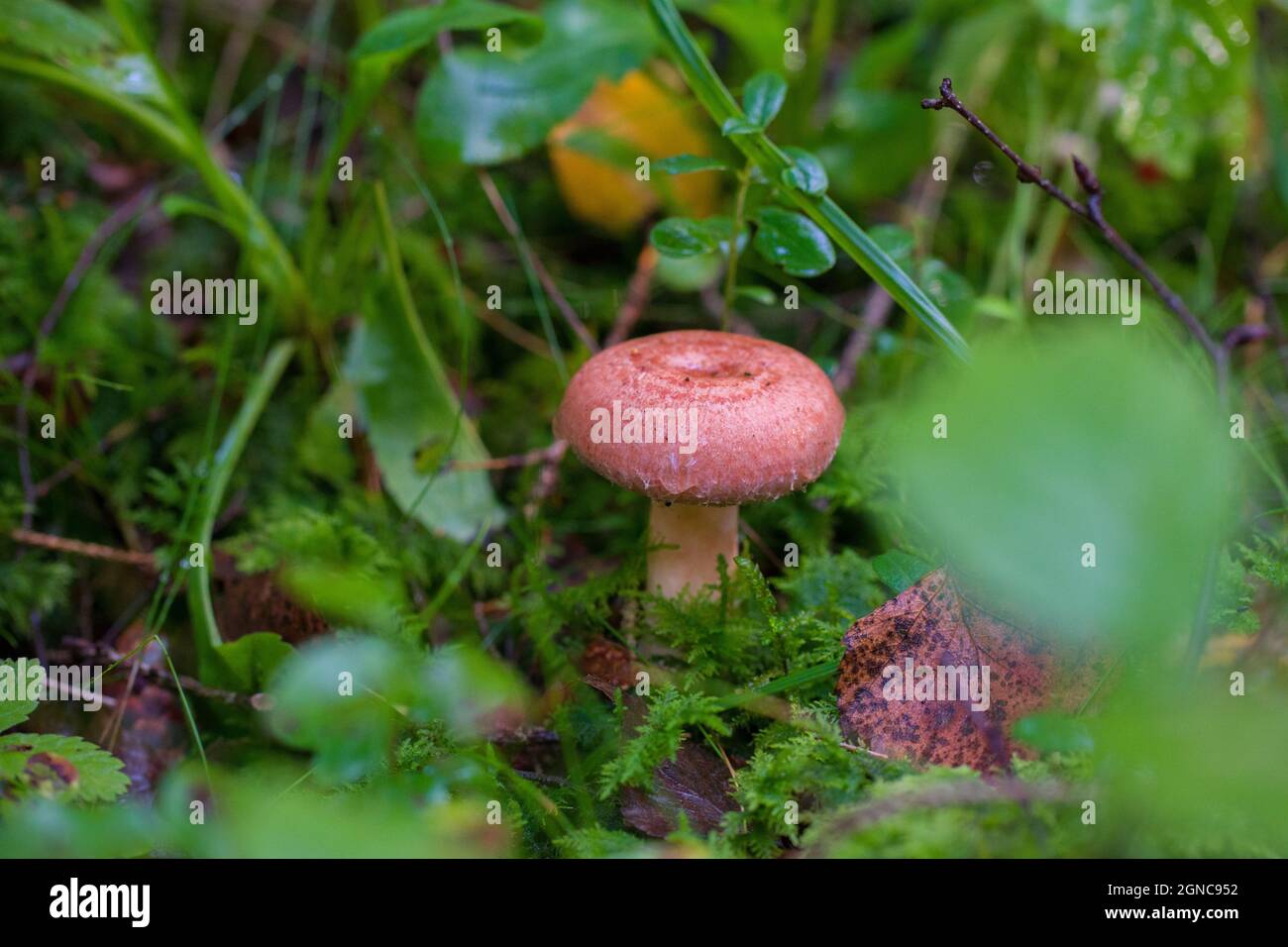 A wet woolly milkcap or bearded milkcap (Lactarius torminosus) mushroom ...