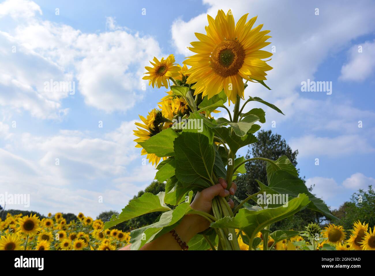 Hand holding sunflower hi-res stock photography and images - Alamy