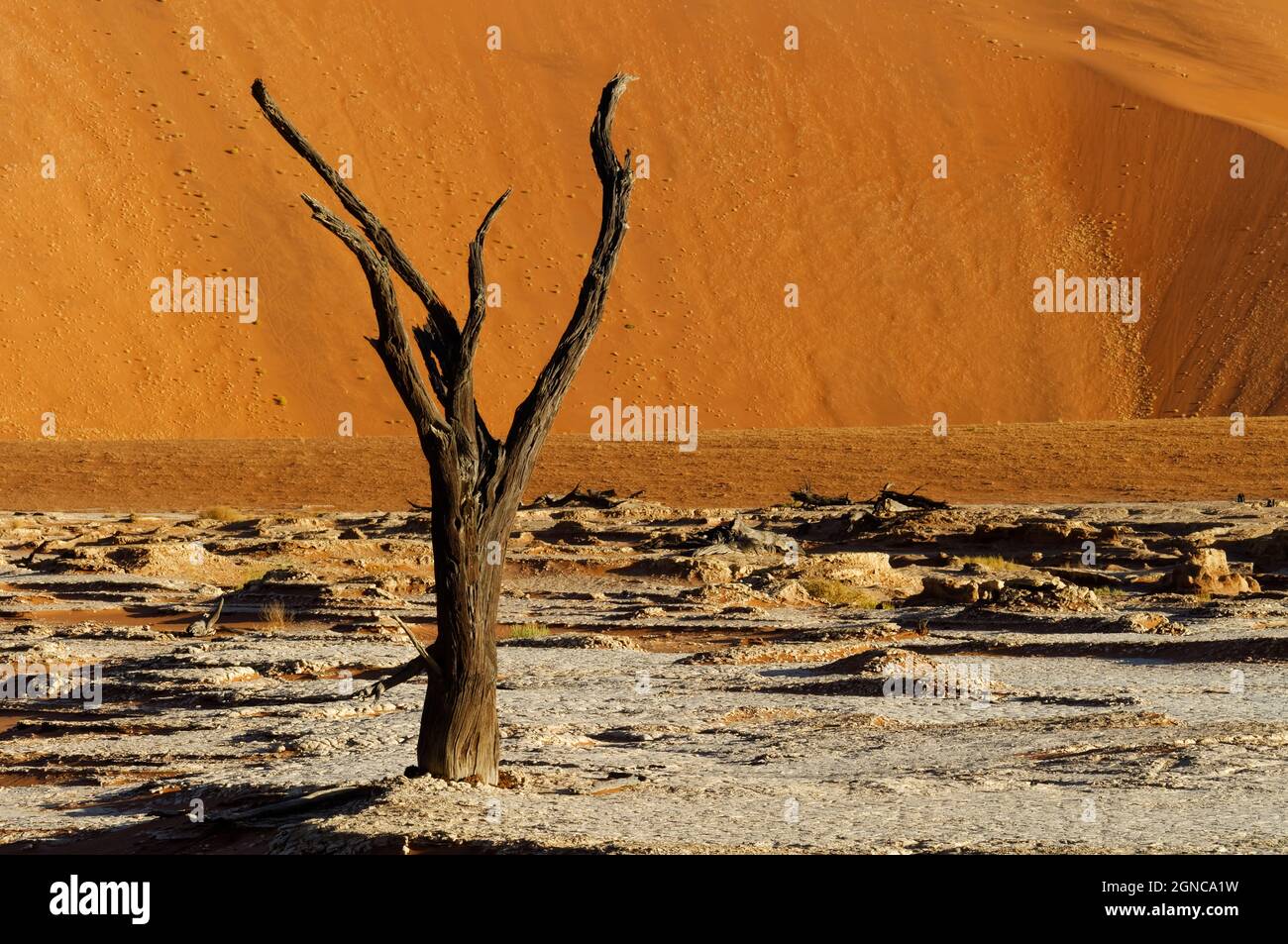 Dead camel thorn tree hi-res stock photography and images - Alamy