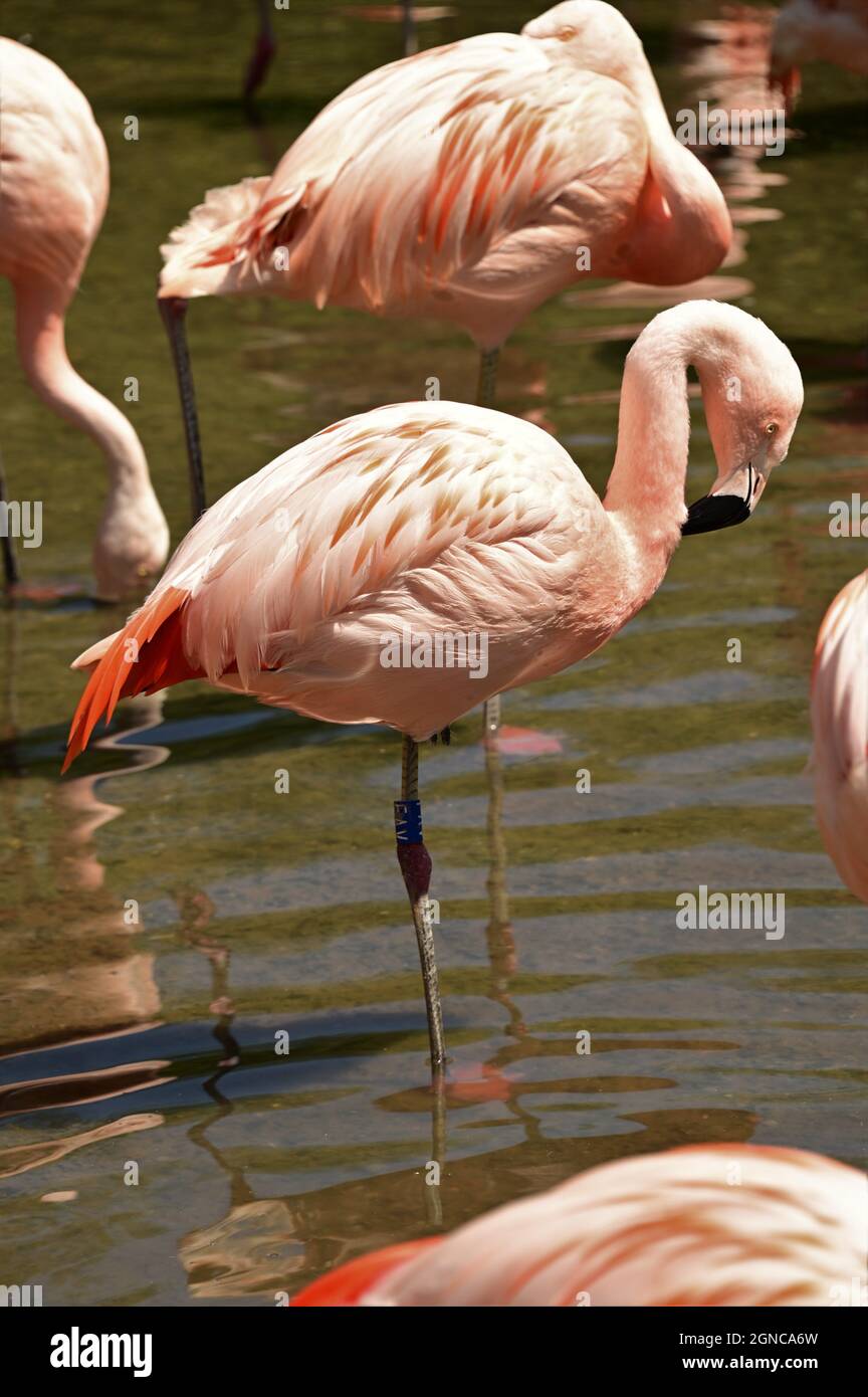 A view of a flamingo in a pool in an enclosure in an animal park Stock ...