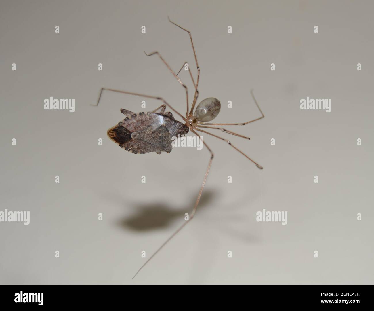 Pholcidae Spider Spinning a Web Around a Stink Bug Stock Photo - Alamy