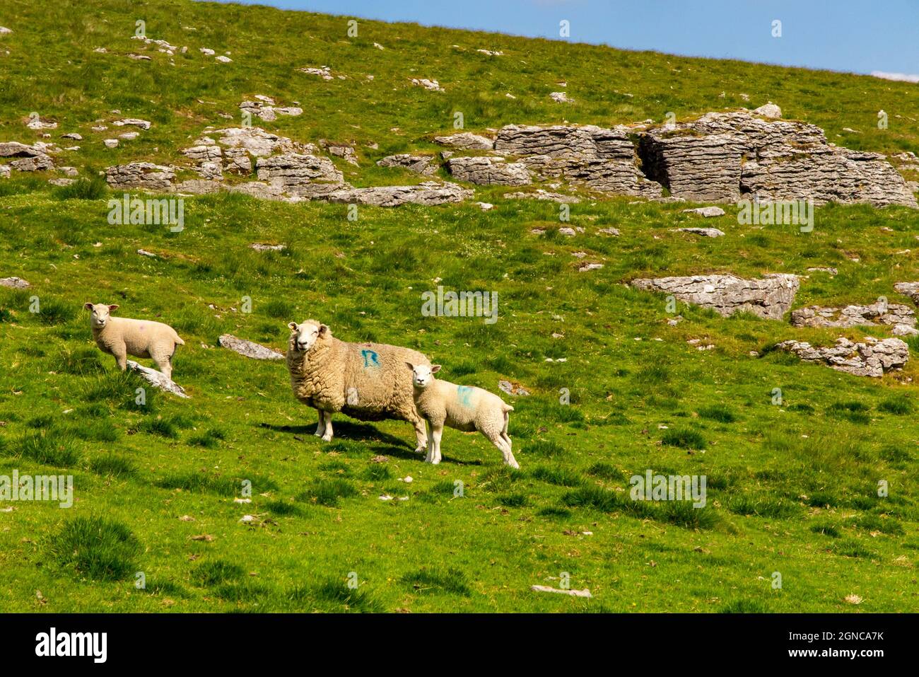Sheep grazing in landscape near Peak Forest in the Peak District ...