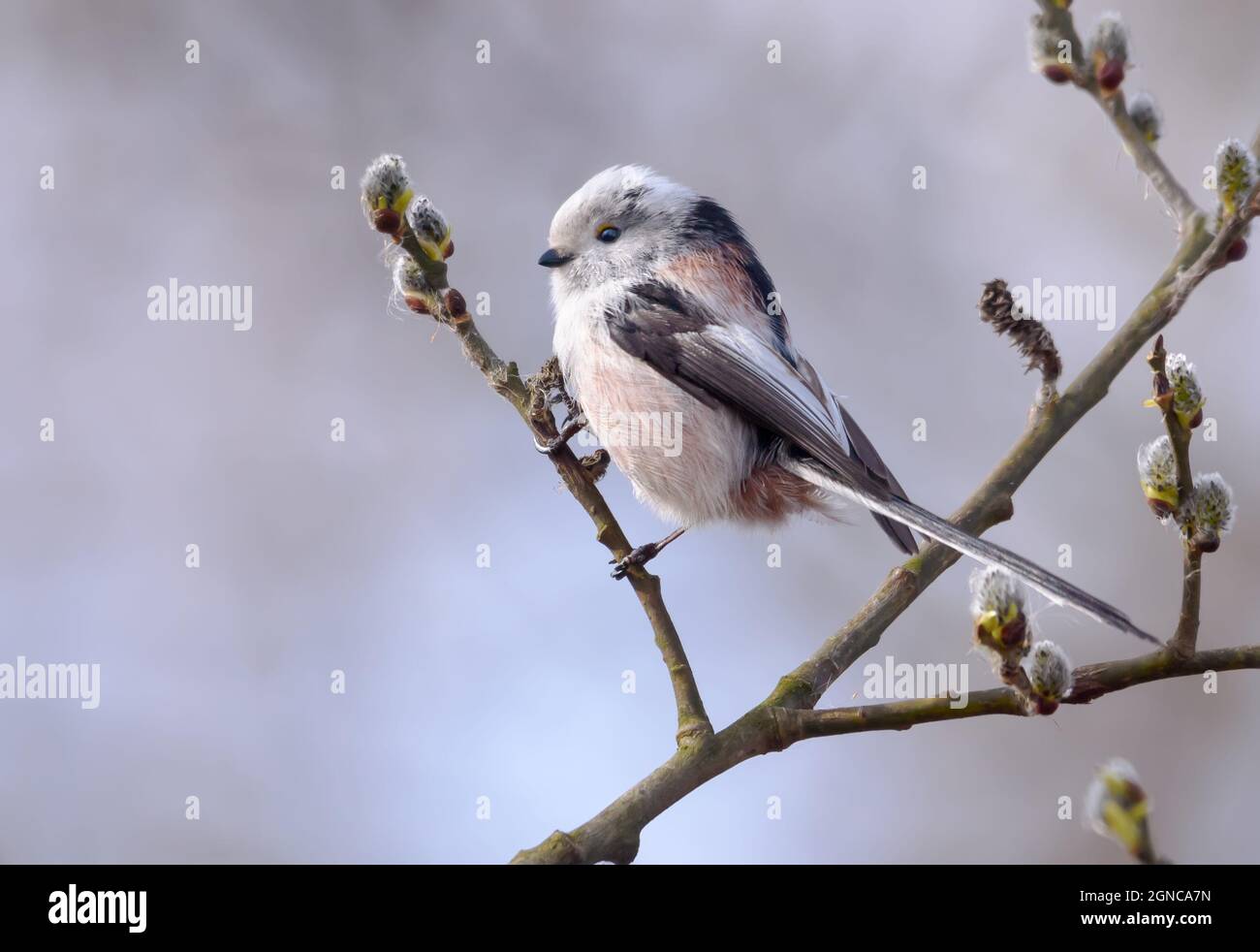 Long-tailed Tit (Aegithalos caudatus) perched on flowering willow bush ...