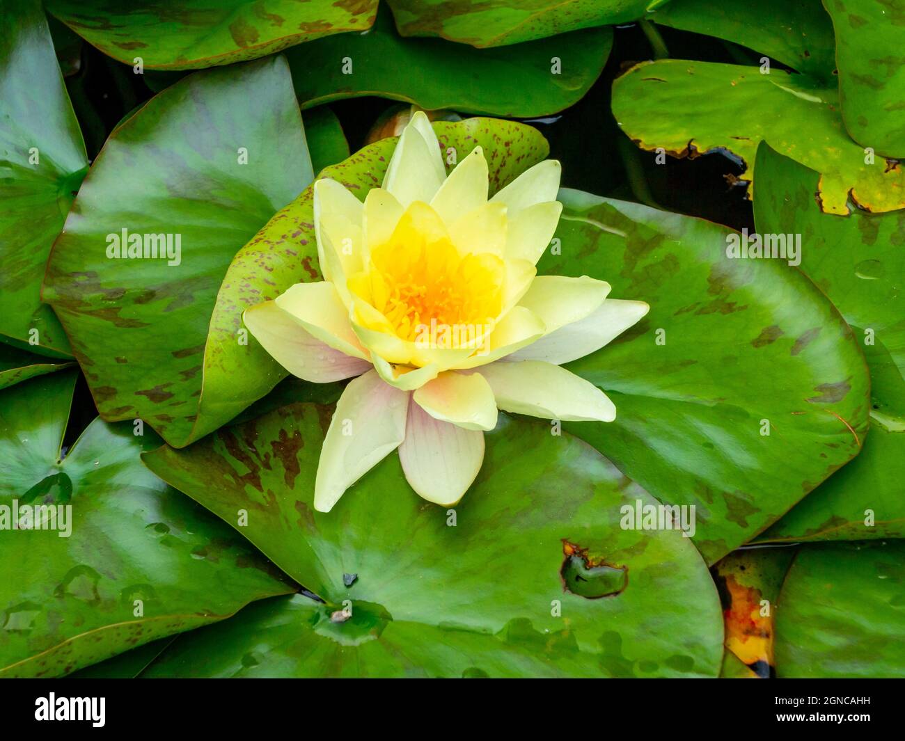Yellow Water Lily High Resolution Stock Photography and Images - Alamy