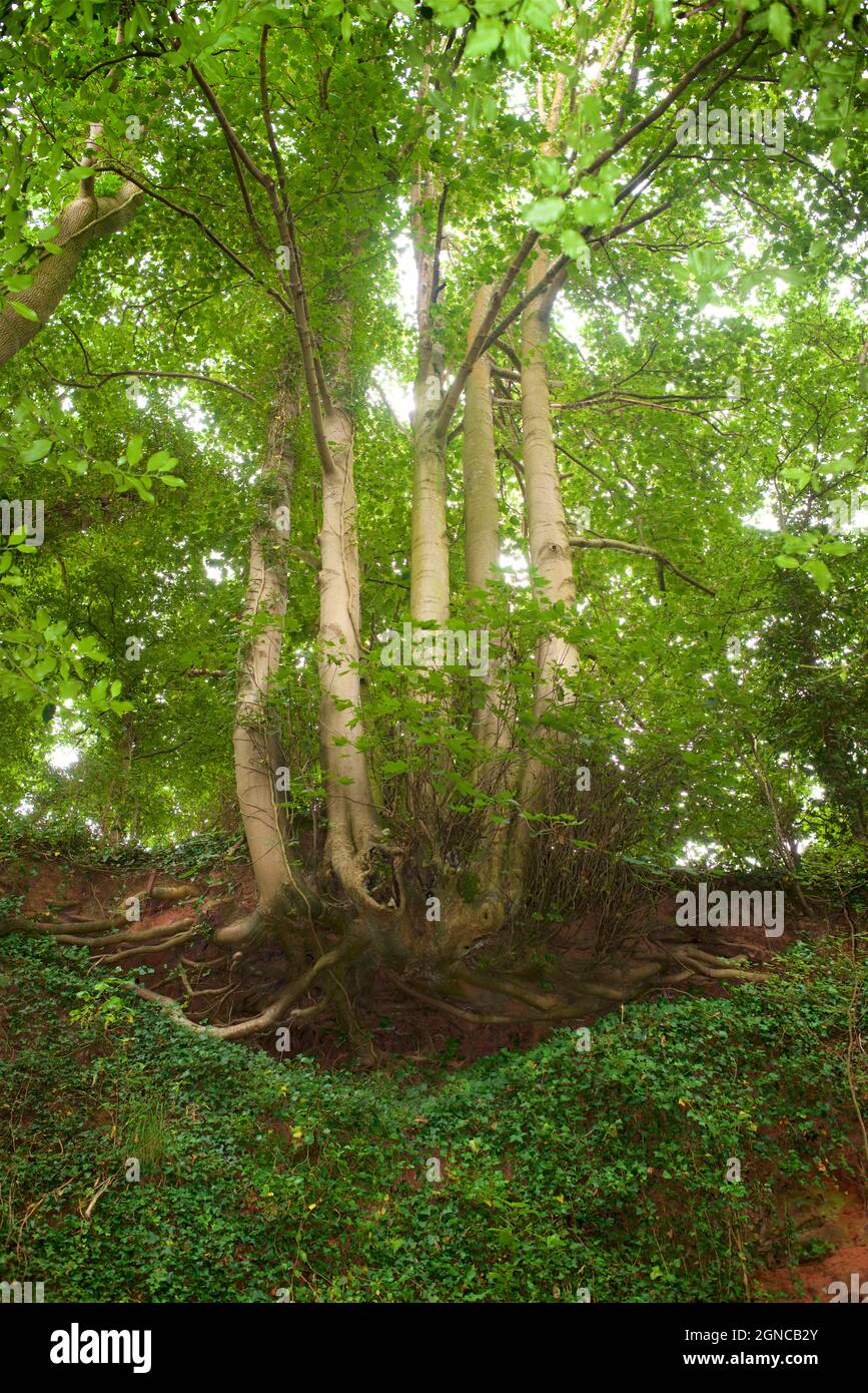 A tree growing from the bank of the sunken lane at Nynehead, near ...
