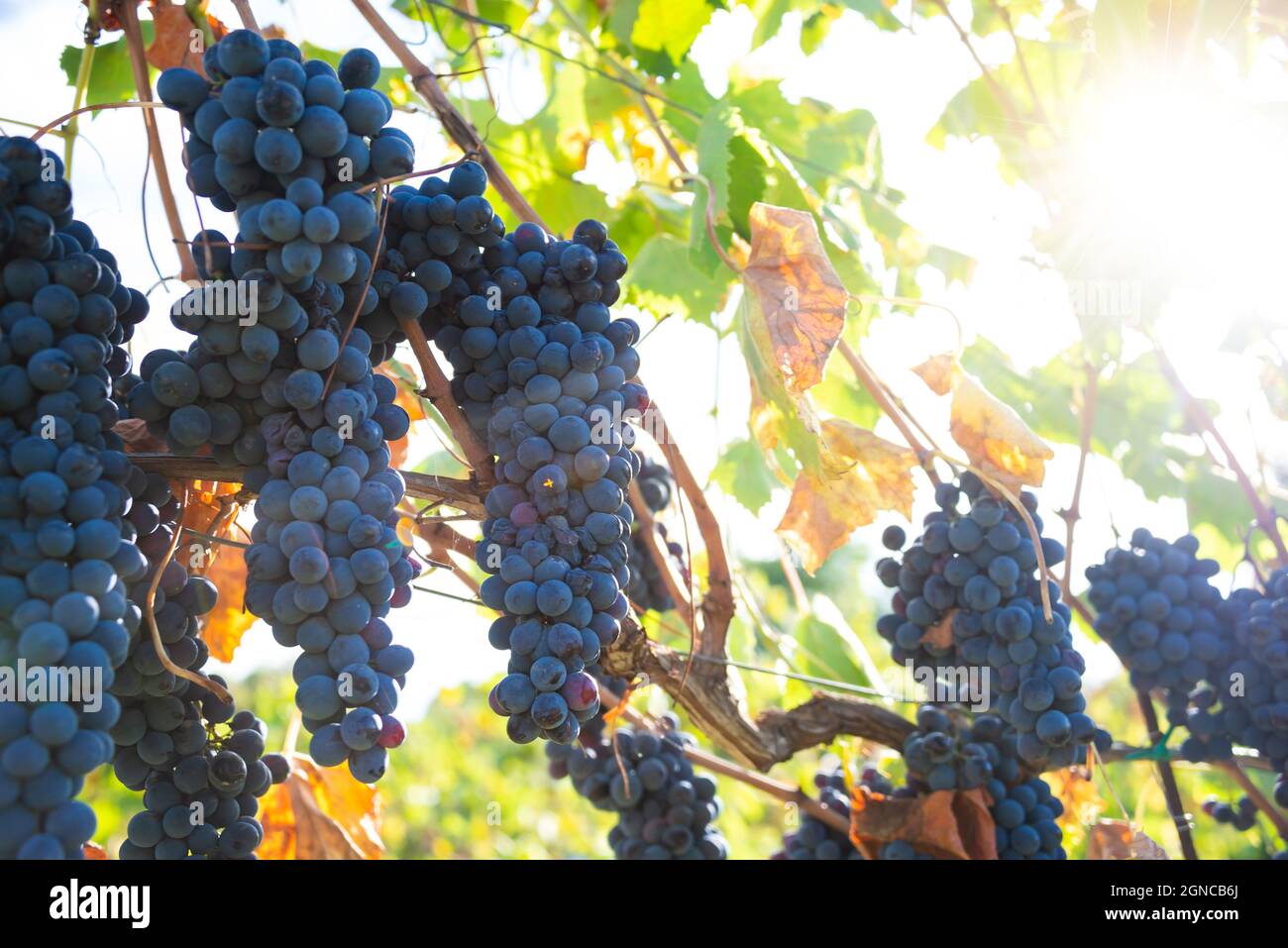Vineyard fruit ripe hi-res stock photography and images - Alamy