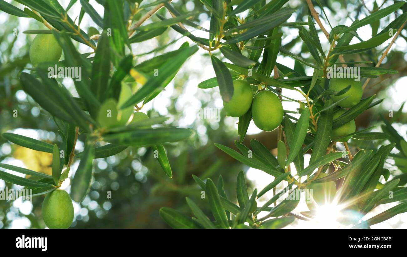 Green olive tree against sun light Stock Photo - Alamy