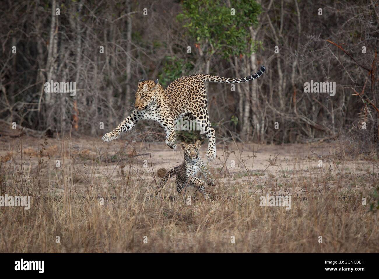 A mother leopard and cub, Panthera pardus, play together by jumping ...