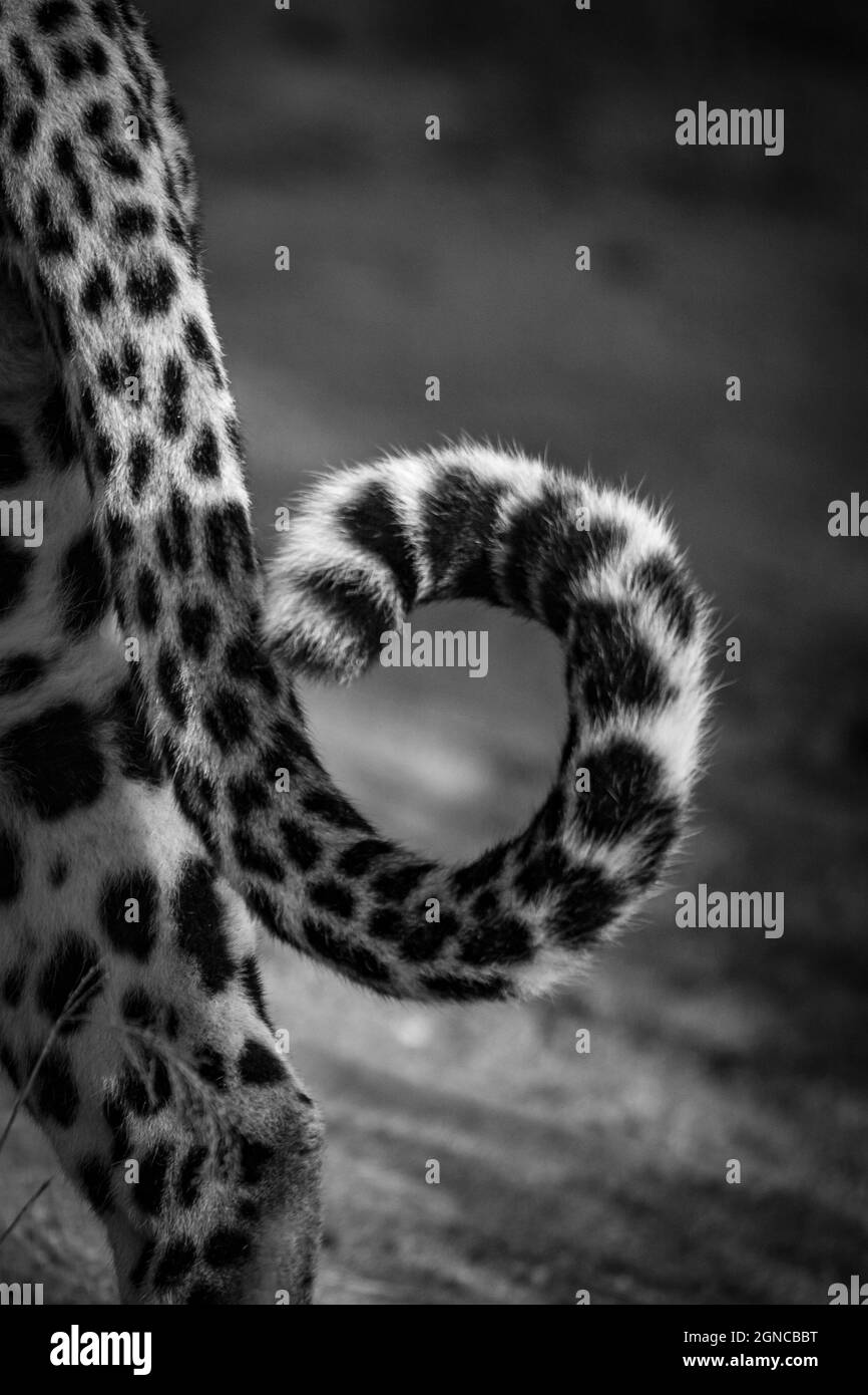 Pardus panthera Black and White Stock Photos & Images - Alamy