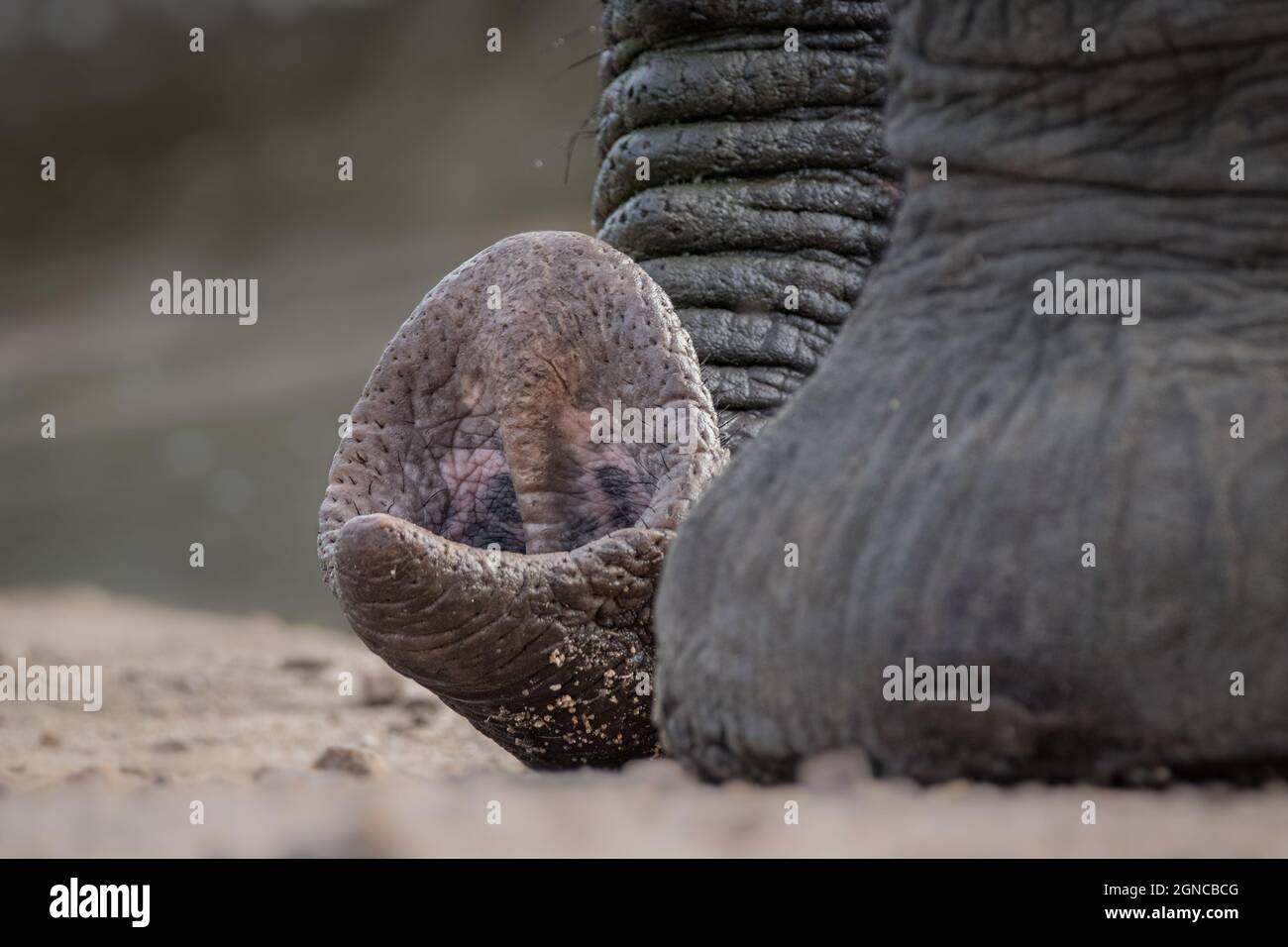African elephant trunk end close up hi-res stock photography and images ...