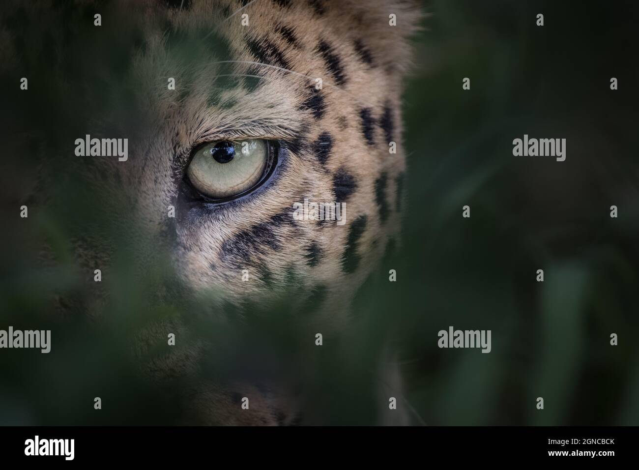 The eye of a leopard, Panthera pardus, looking through greenery ...