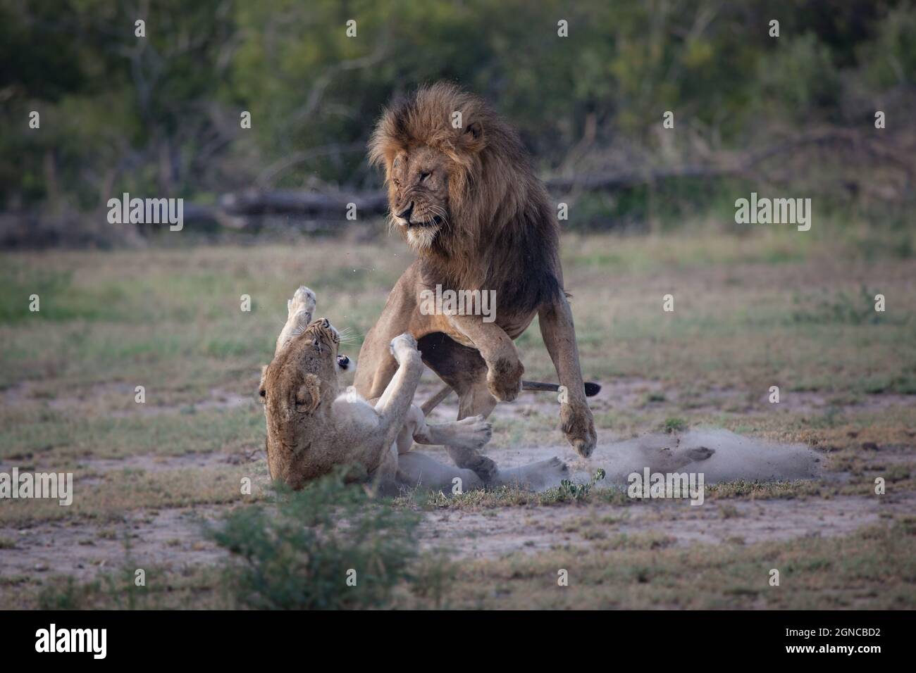 Male female lion fighting hi-res stock photography and images - Alamy