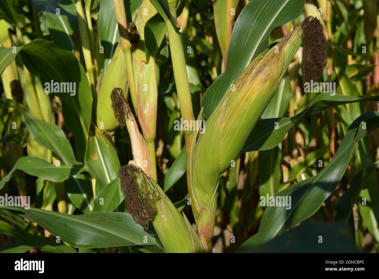 Corn cobs, close up of crop, ready for harvest Stock Photo - Alamy