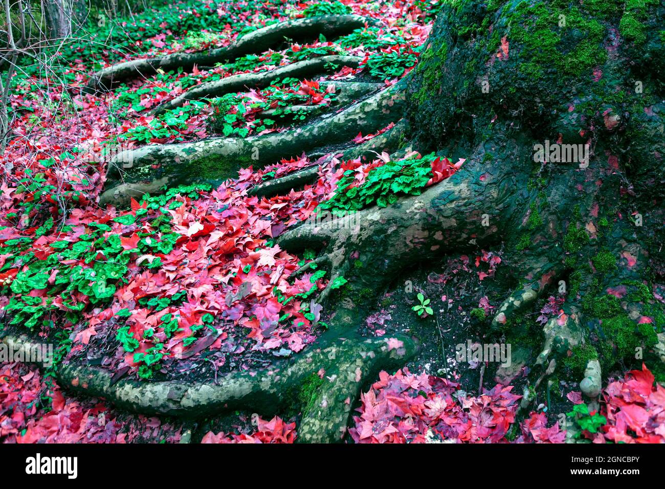 Large tree roots with autumn leaves . Fairy forest in the autumn Stock ...