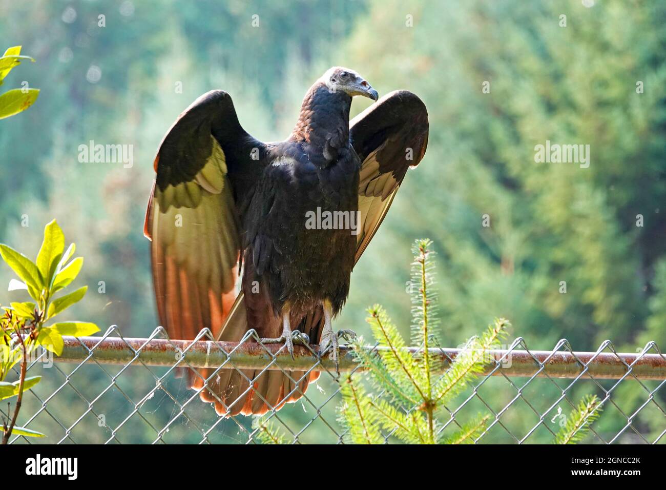 Portrait of a juvenile turkey vulture, Cathartes aura, in the Cascade ...