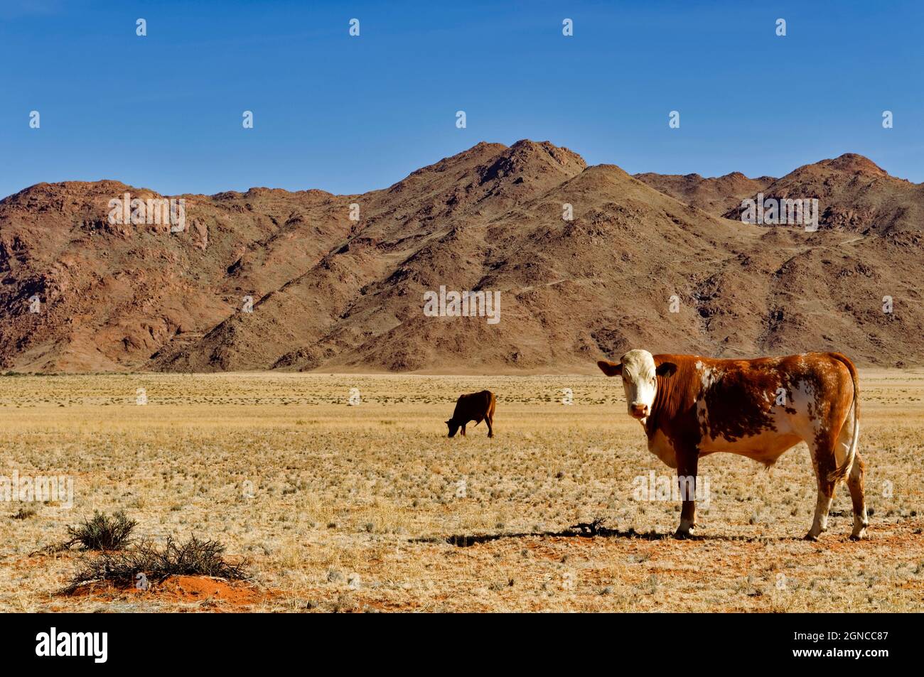 Cattle grazing on Ranch Koiimasis (guest farm) west of Helmeringhausen ...