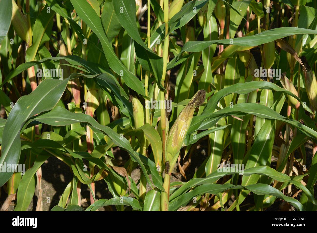 Corn field detail, organic crop ready for harvest Stock Photo - Alamy