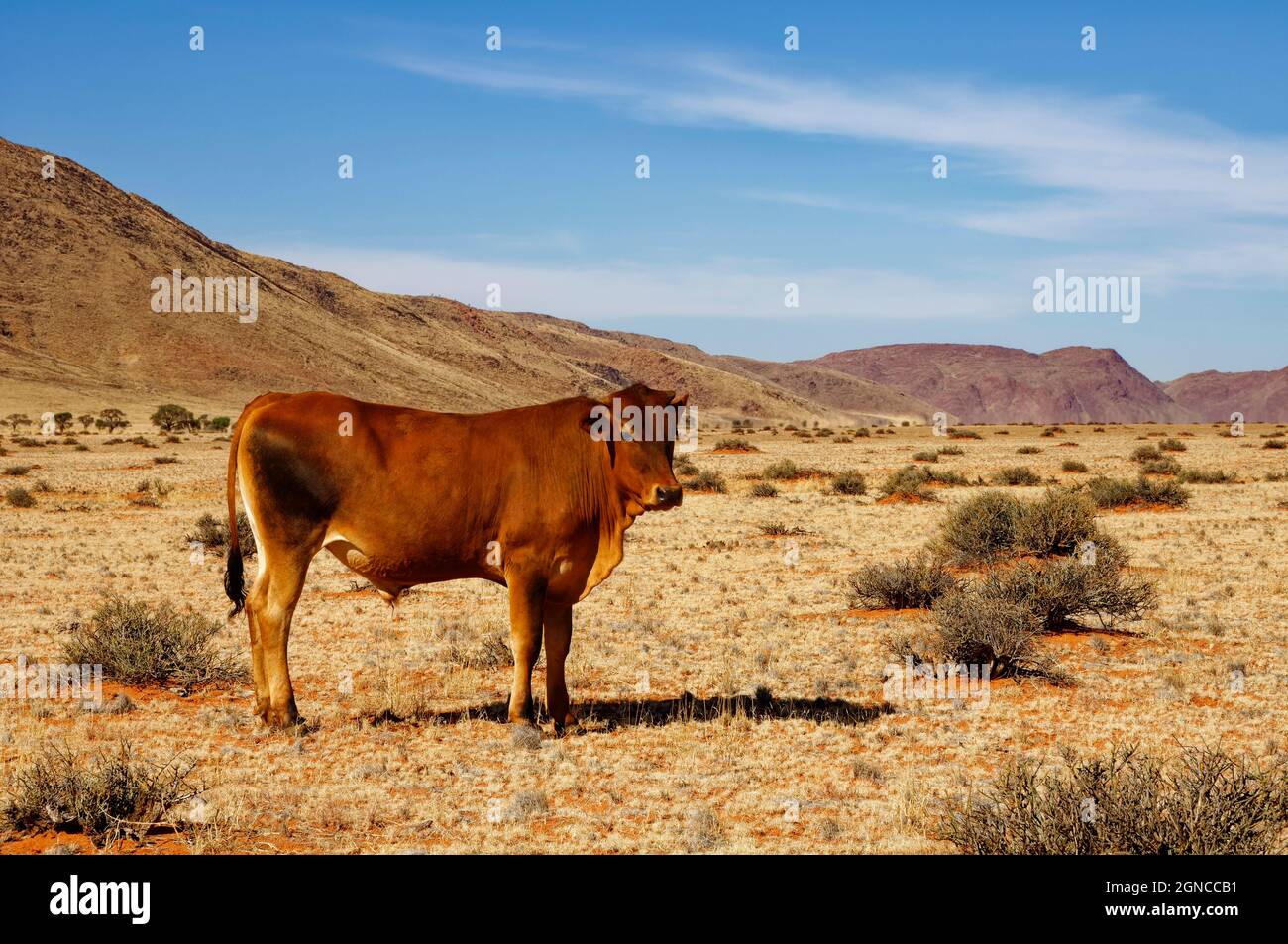 Cattle grazing on Ranch Koiimasis (guest farm) west of Helmeringhausen ...