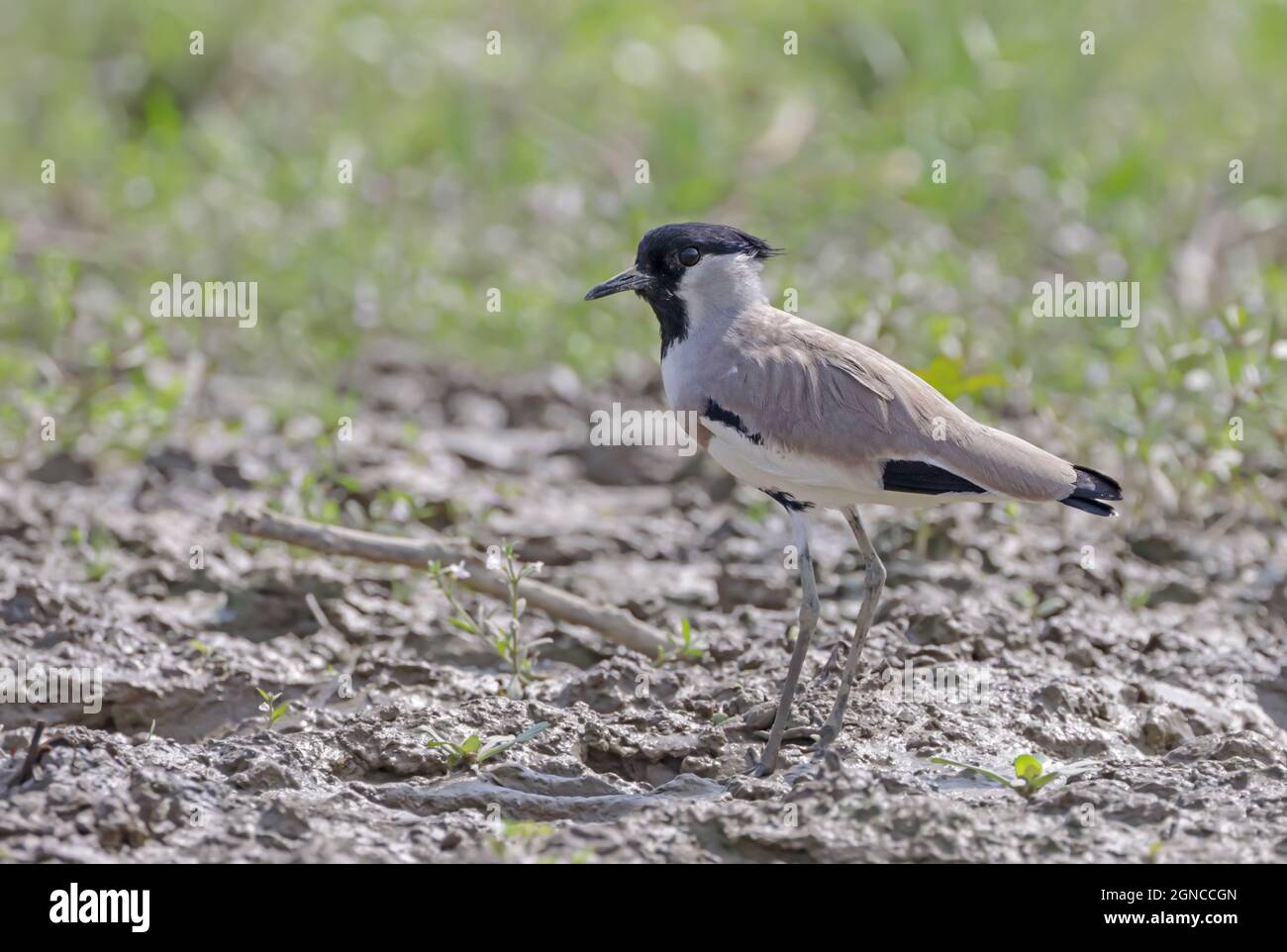 The river lapwing is a lapwing species which breeds from the Indian ...