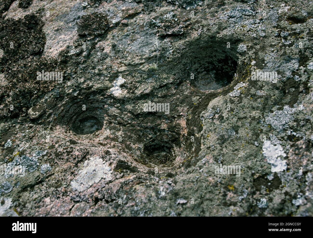 Triple cupmarks hi-res stock photography and images - Alamy