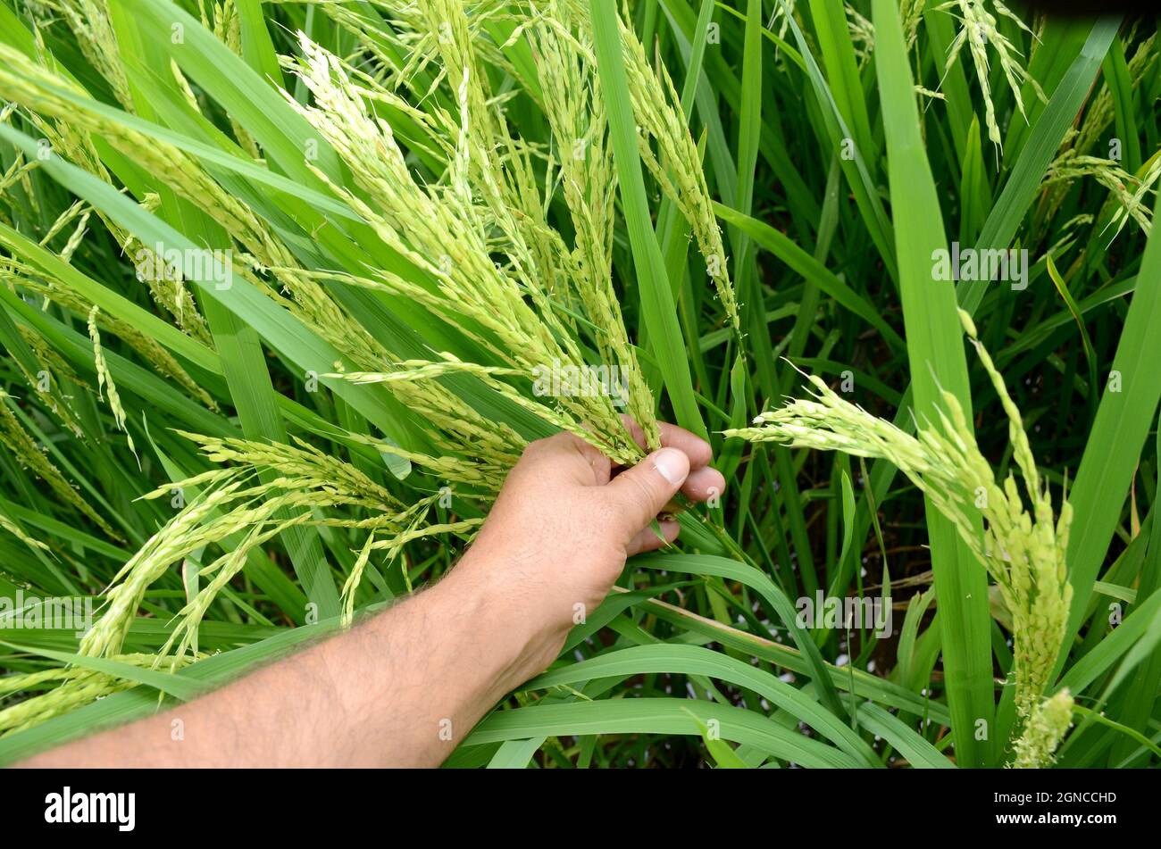 Hand holding a bunch of a green ripe paddy plant with grains growing on ...