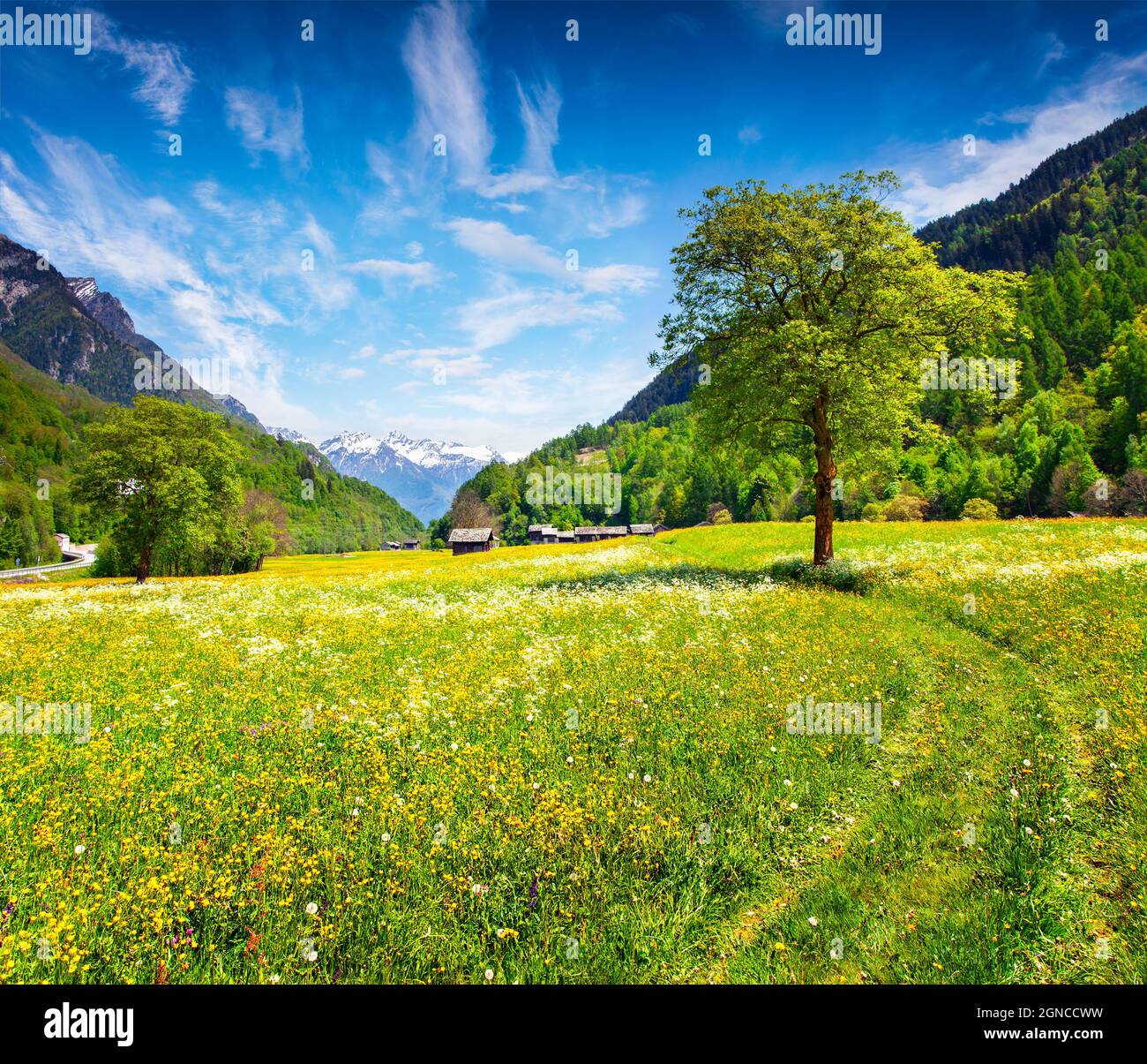 Picturesque summer view of alpine meadows with fields of blooming ...
