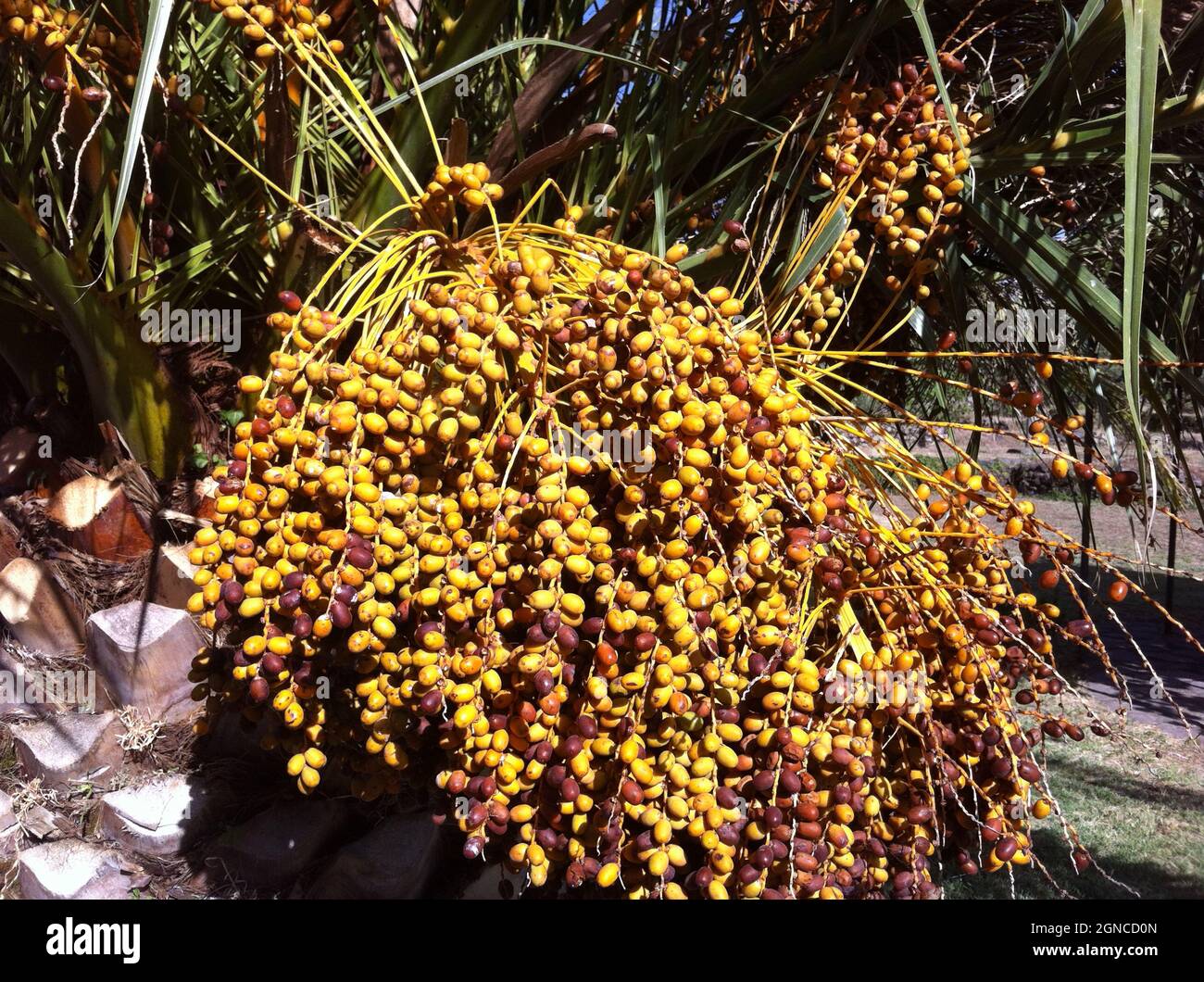 Closeup shot of a date palm tree growing in the garden Stock Photo - Alamy