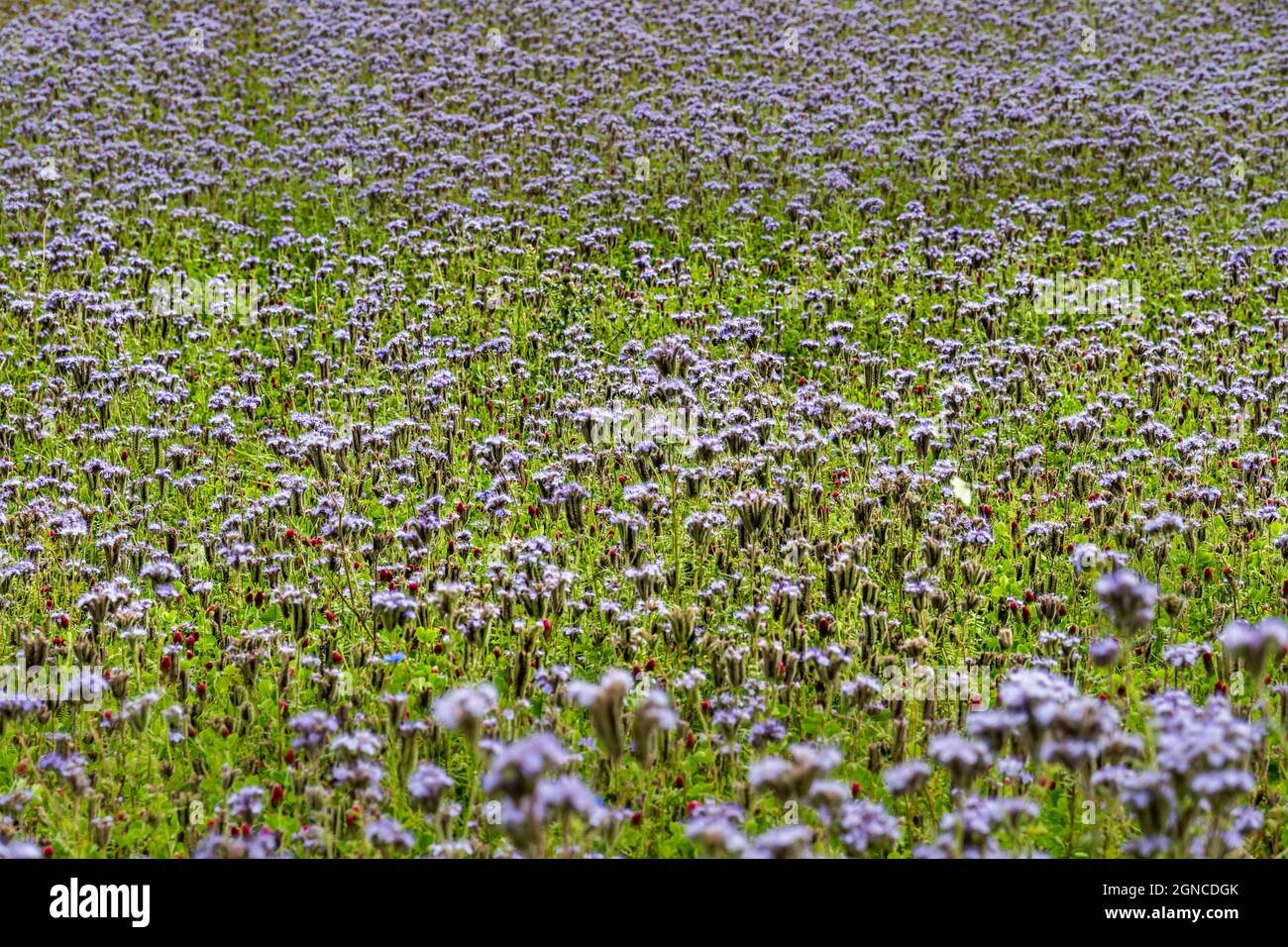 Cover crop of lacy phacelia (purple tansy or Phacelia tanacetifolia ...