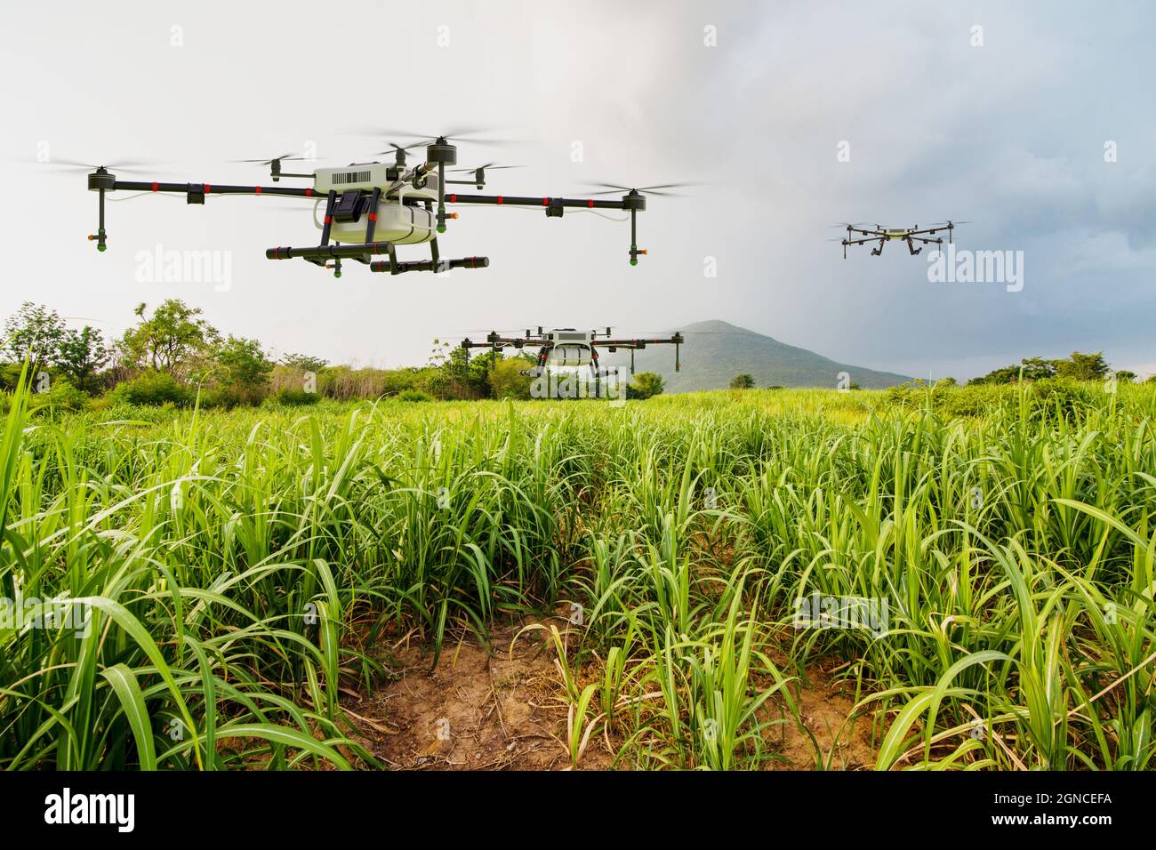 Agriculture drone flying on sugar cane farm to sprayed fertilizer, 3d ...