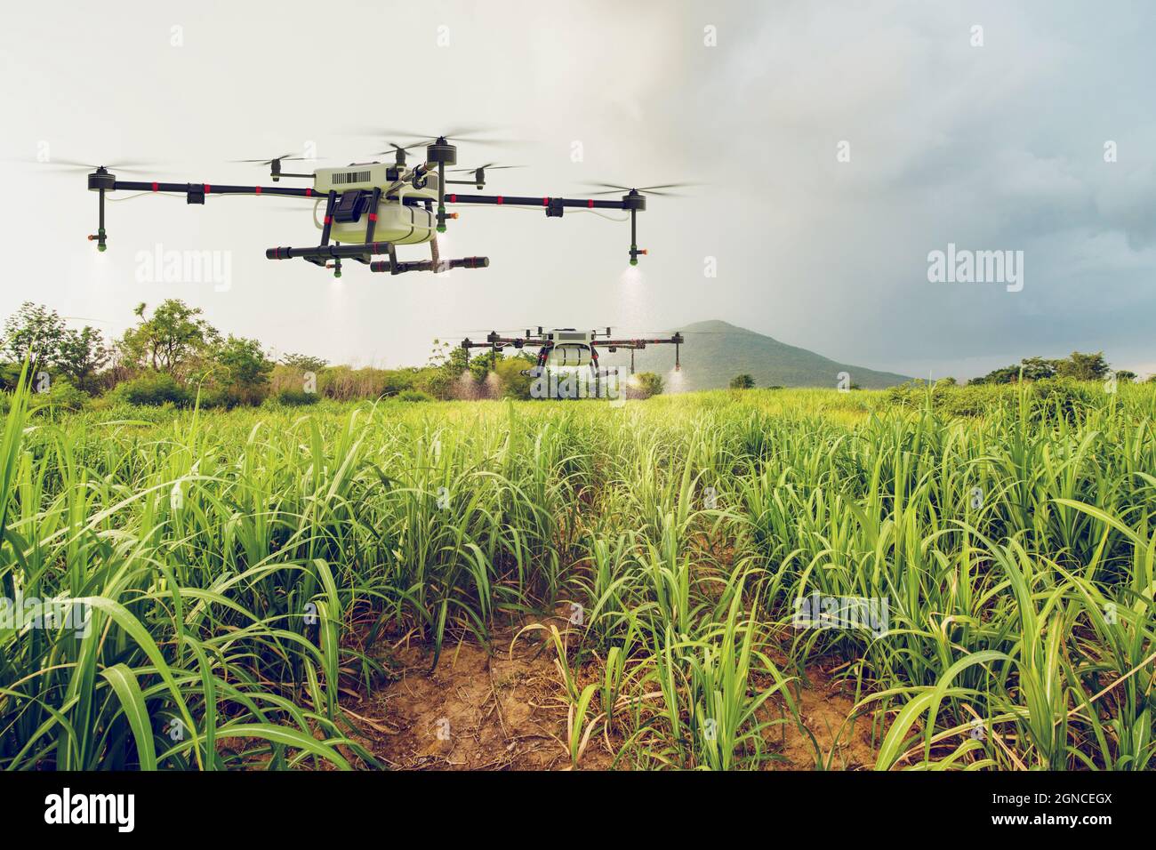 Agriculture drone flying on sugar cane farm to sprayed fertilizer, 3d ...