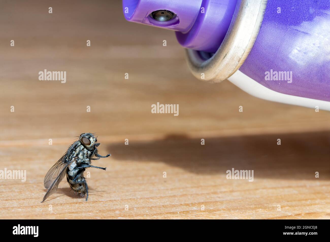 Insect repellent spray hi-res stock photography and images - Alamy