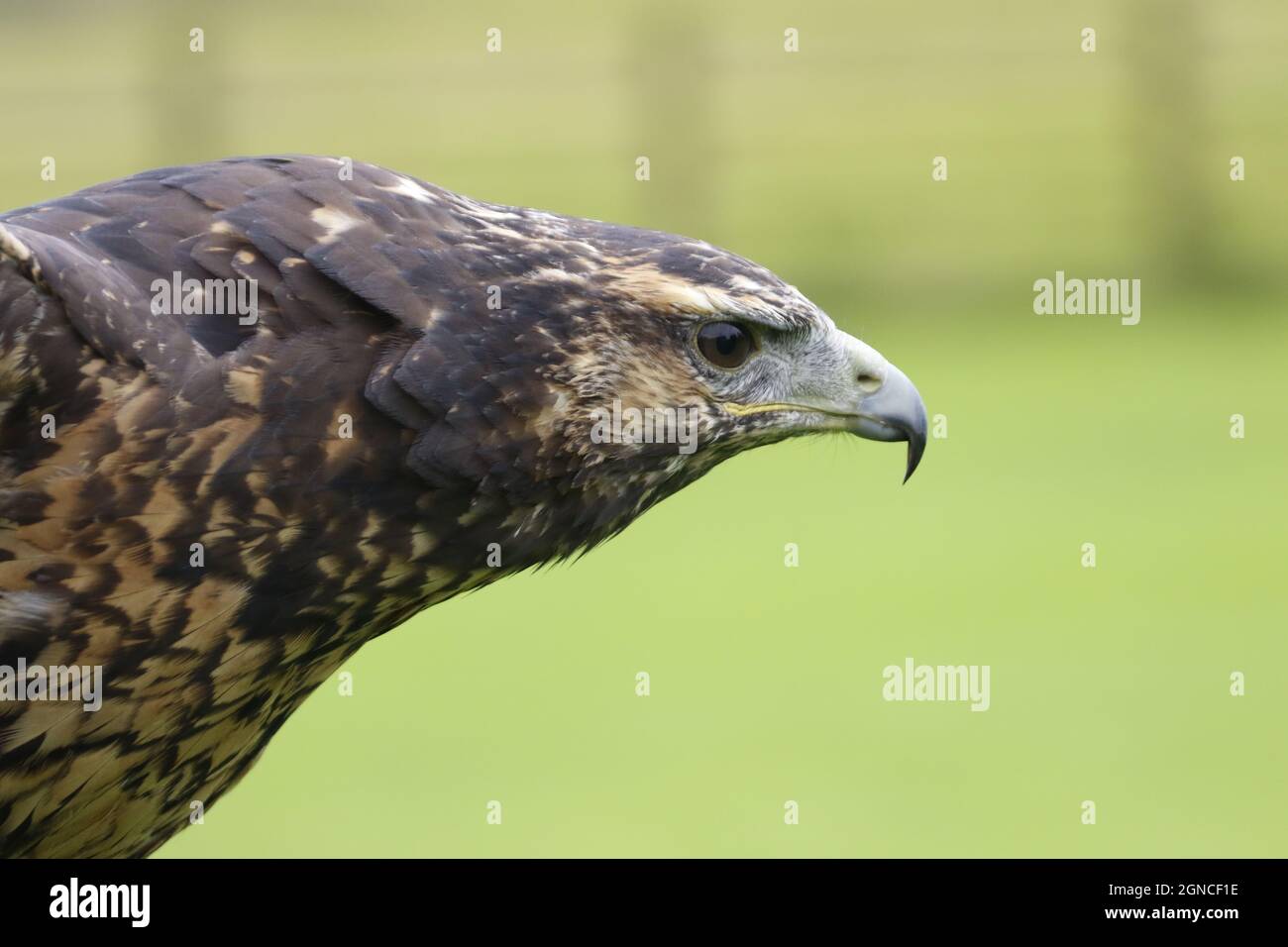 Chilean blue eagle hi-res stock photography and images - Alamy