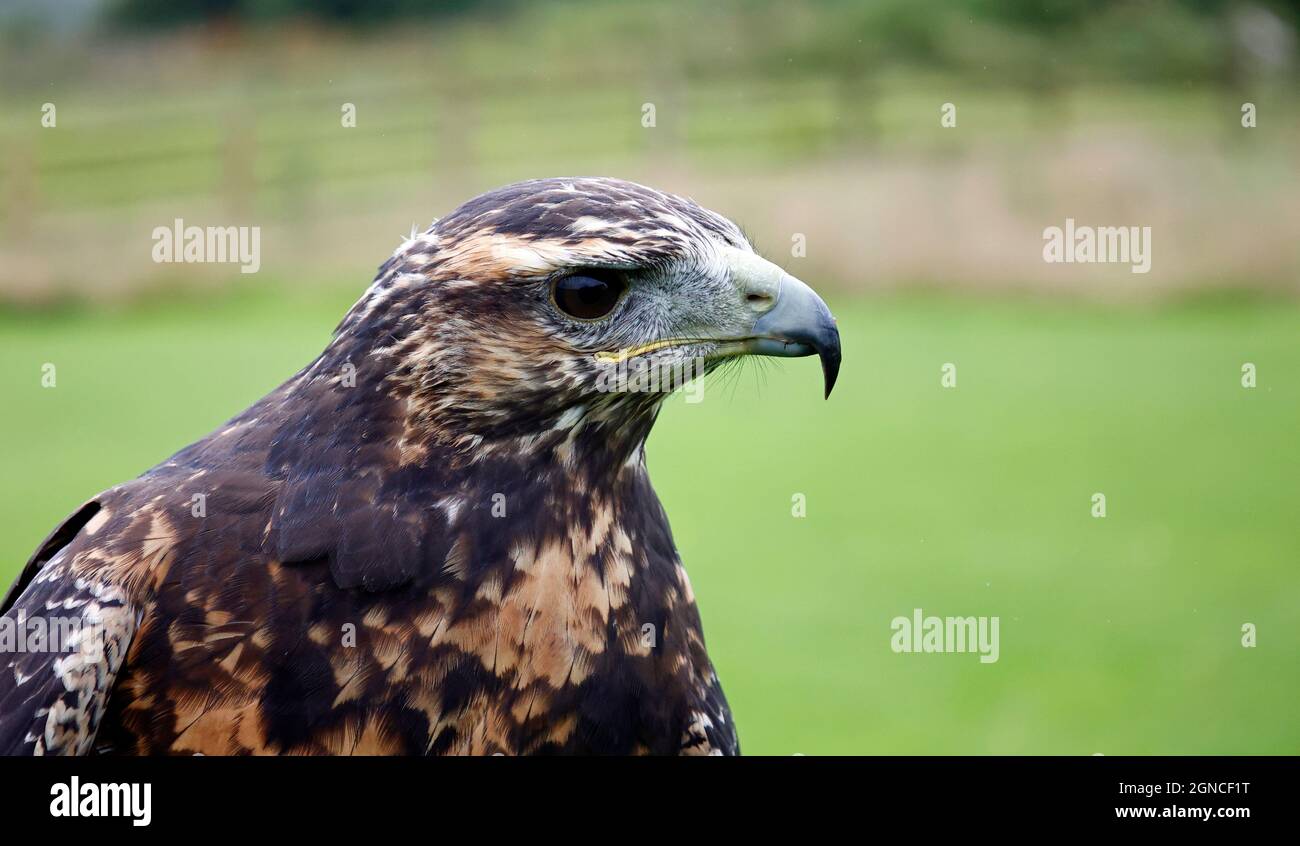 Chilean blue eagle hi-res stock photography and images - Alamy