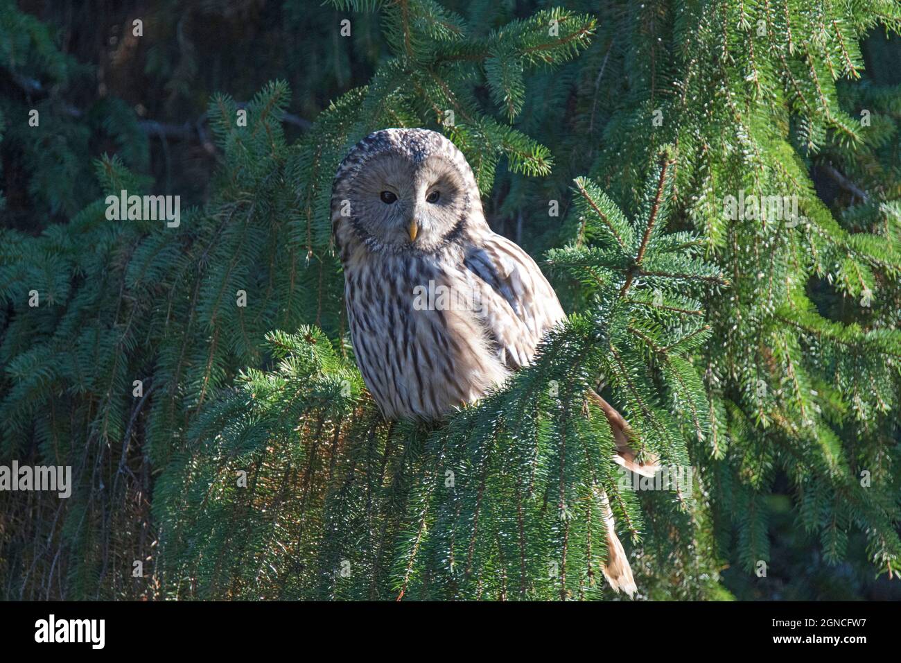 Ural owl romania hi-res stock photography and images - Alamy