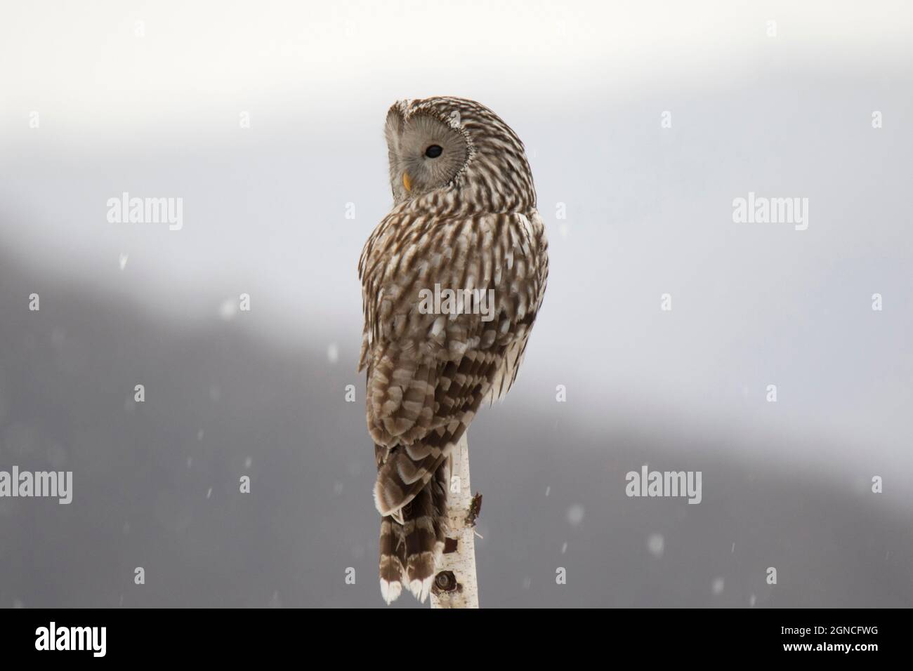 Ural owl (Strix uralensis) in Romania Stock Photo - Alamy