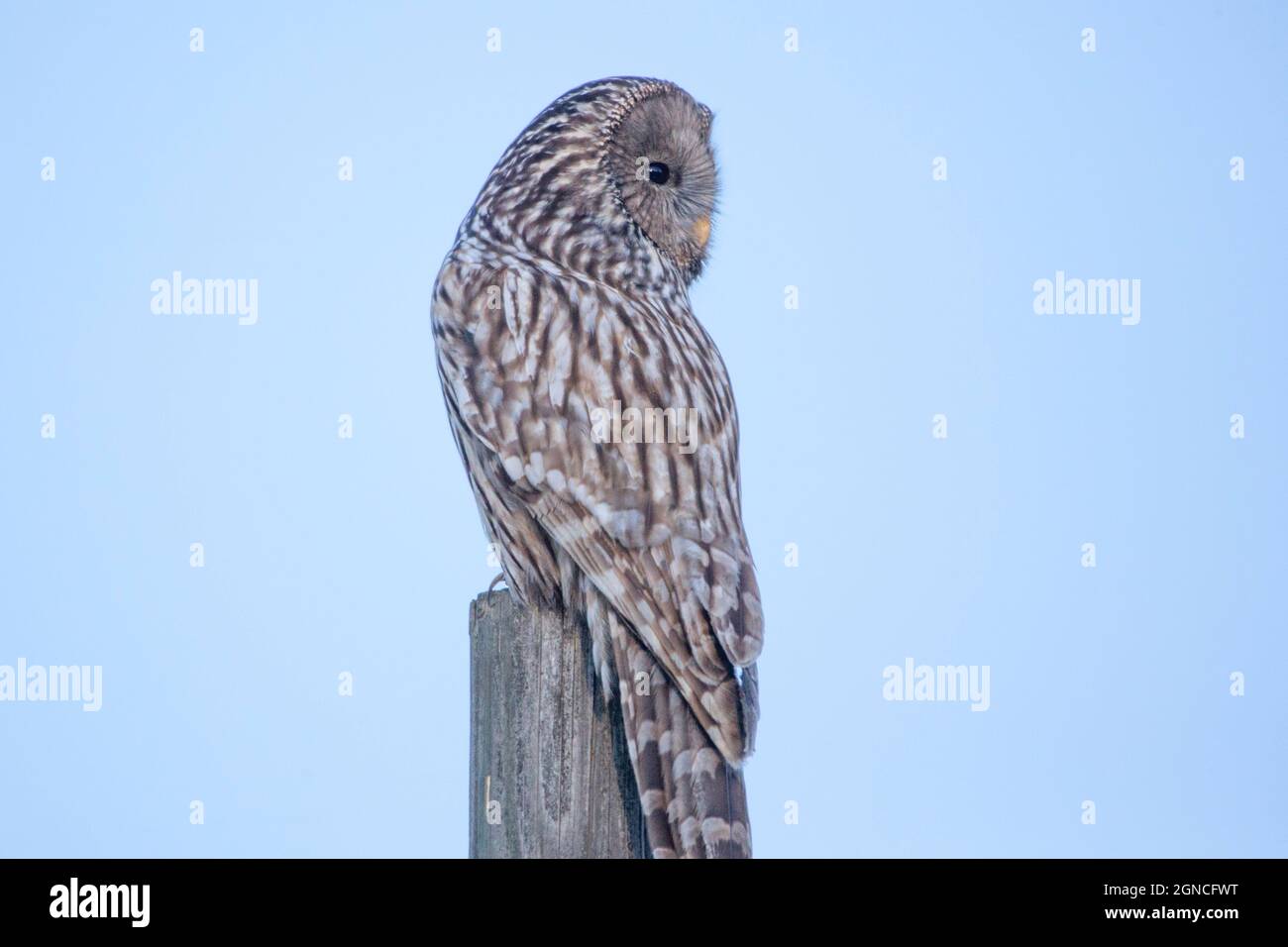 Ural owl (Strix uralensis) in Romania Stock Photo - Alamy