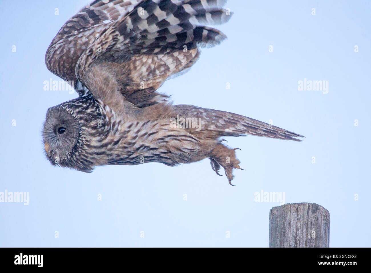 Ural owl (Strix uralensis) in Romania Stock Photo - Alamy