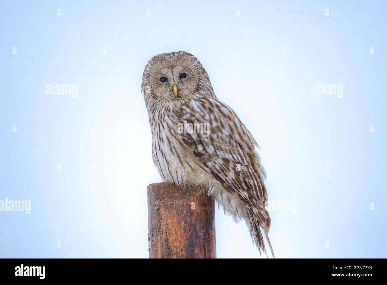 Ural owl (Strix uralensis) in Romania Stock Photo - Alamy