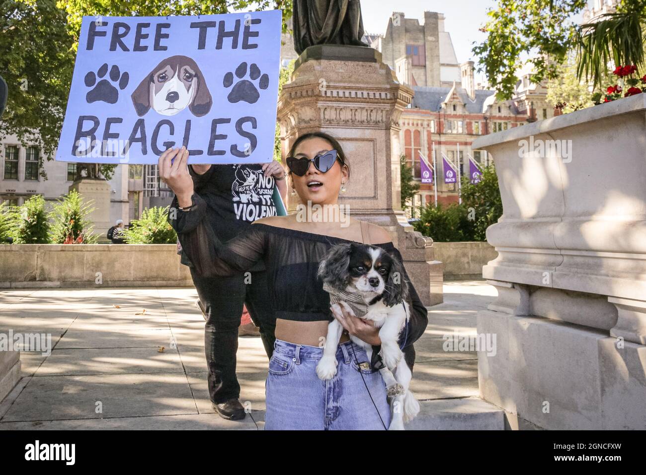 Mbr beagle breeding hi-res stock photography and images - Alamy